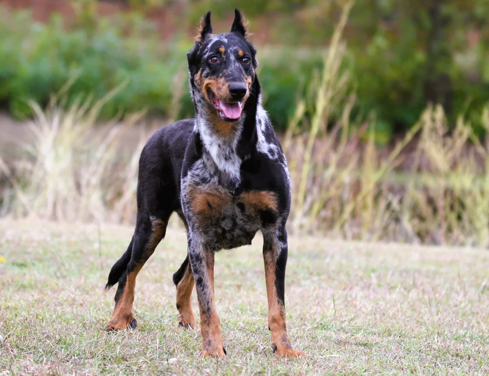 Elitehaus- Top Doberman Breeder