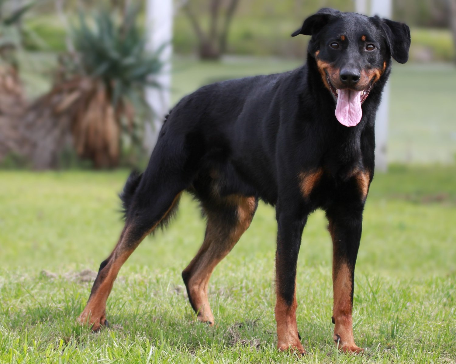Elitehaus- Top Doberman Breeder