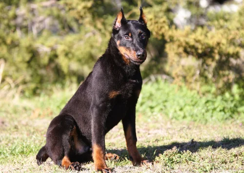 Elitehaus- Top Doberman Breeder