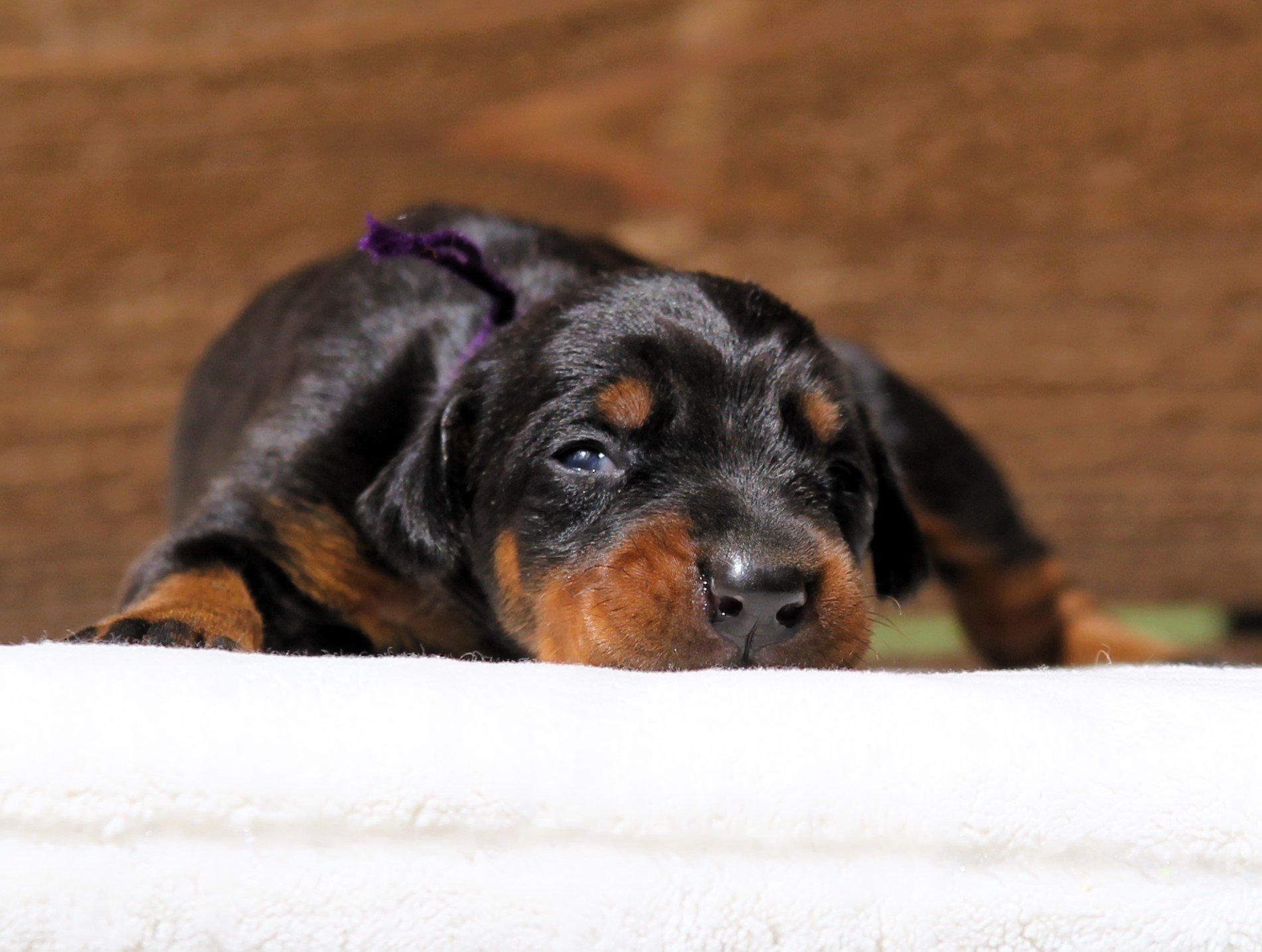 Elitehaus- Top Doberman Breeder