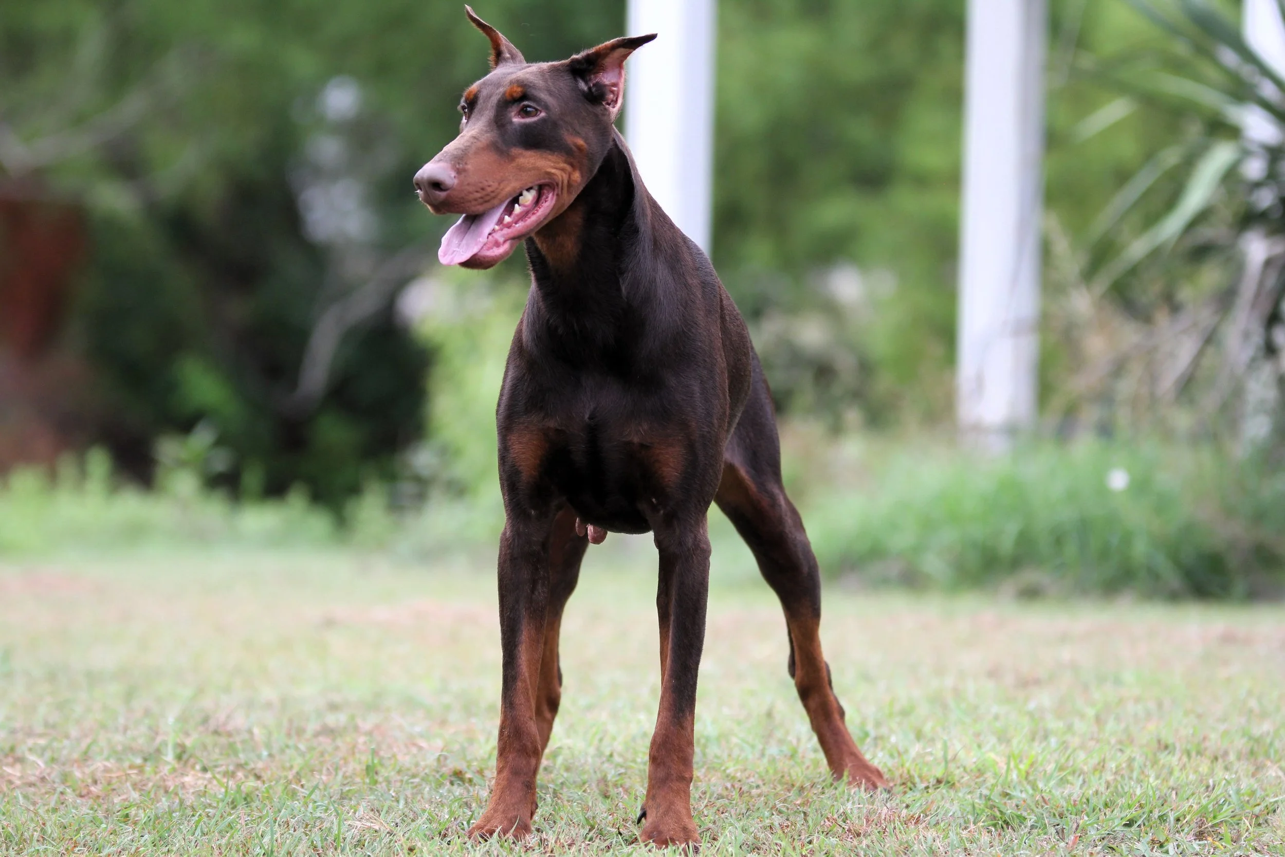 Elitehaus- Top Doberman Breeder