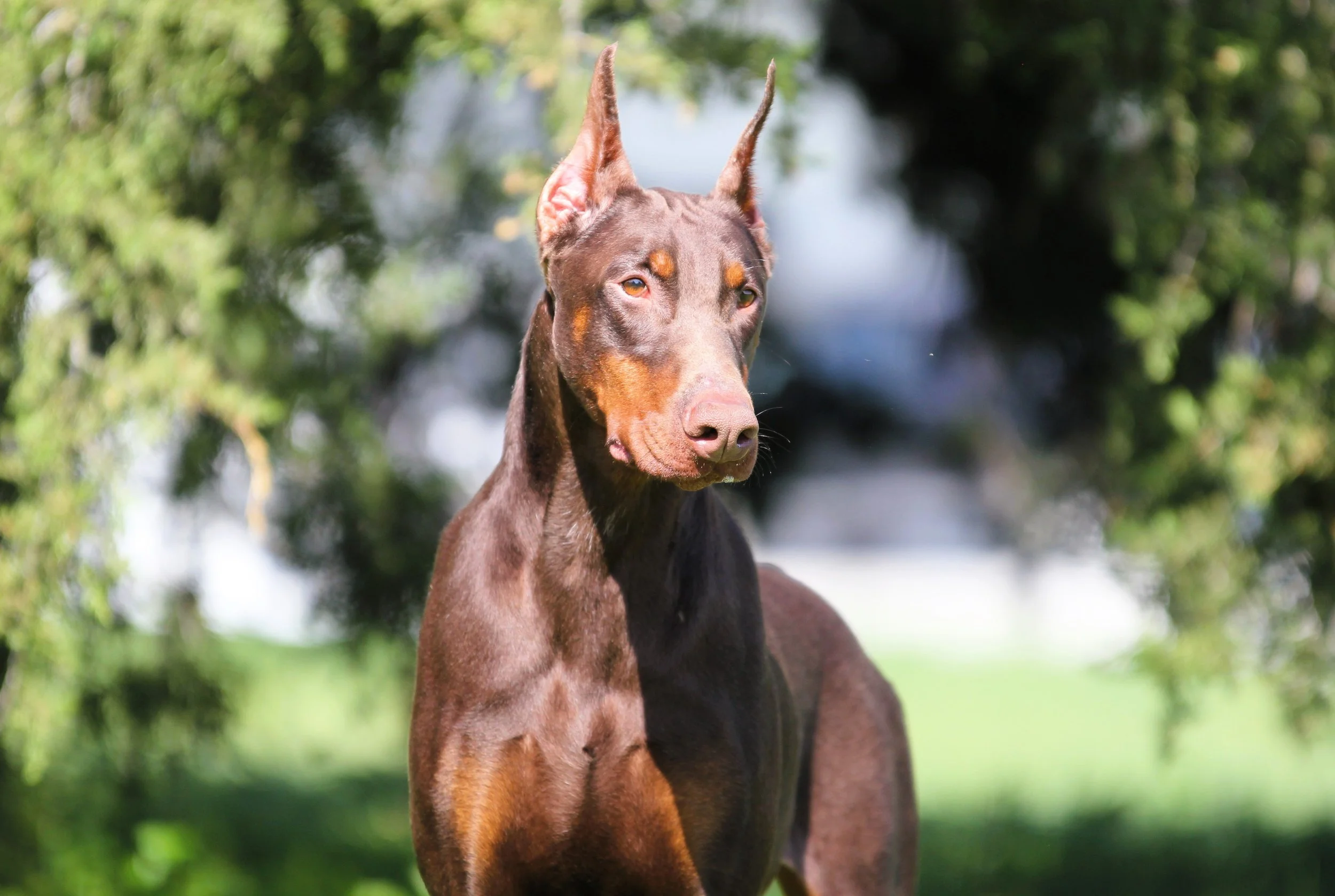Elitehaus- Top Doberman Breeder