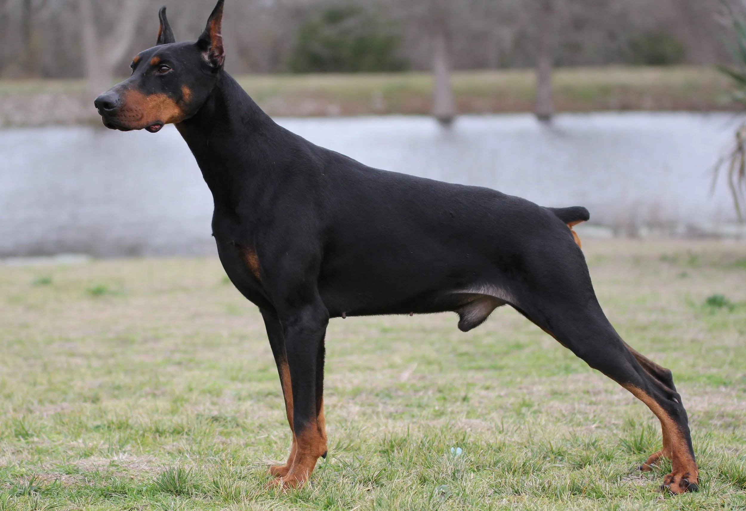 Elitehaus- Top Doberman Breeder