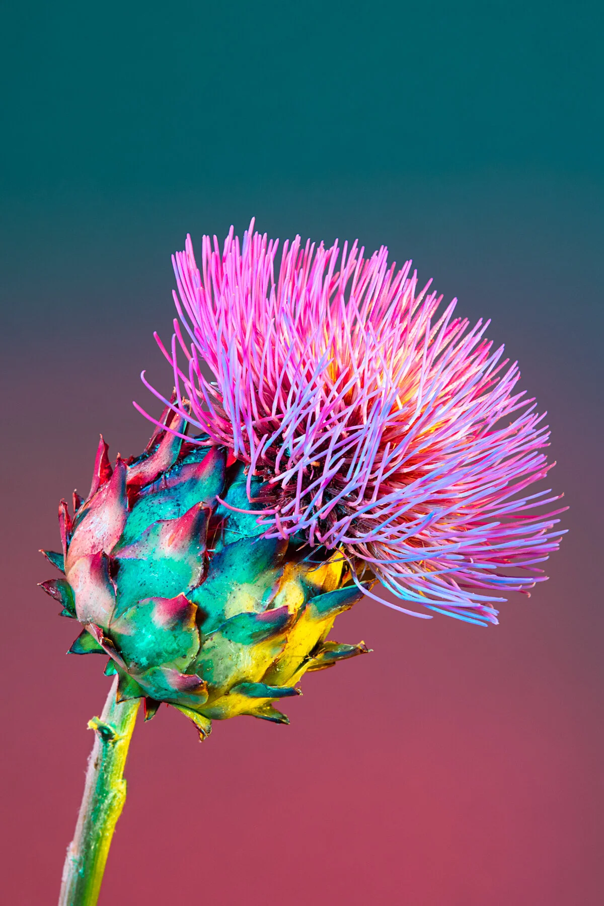 Lindsey Rickert Photography — Otherworldly Botanicals