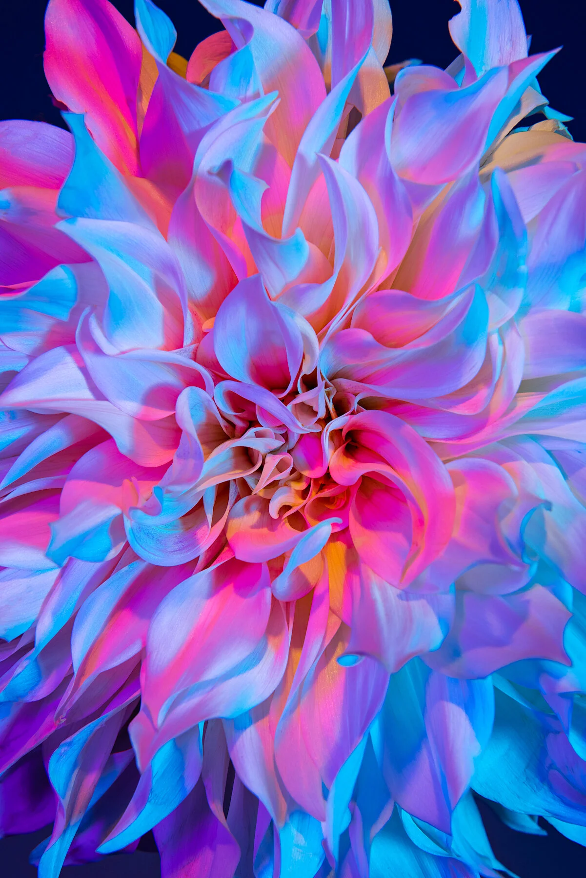 Lindsey Rickert Photography — Otherworldly Botanicals