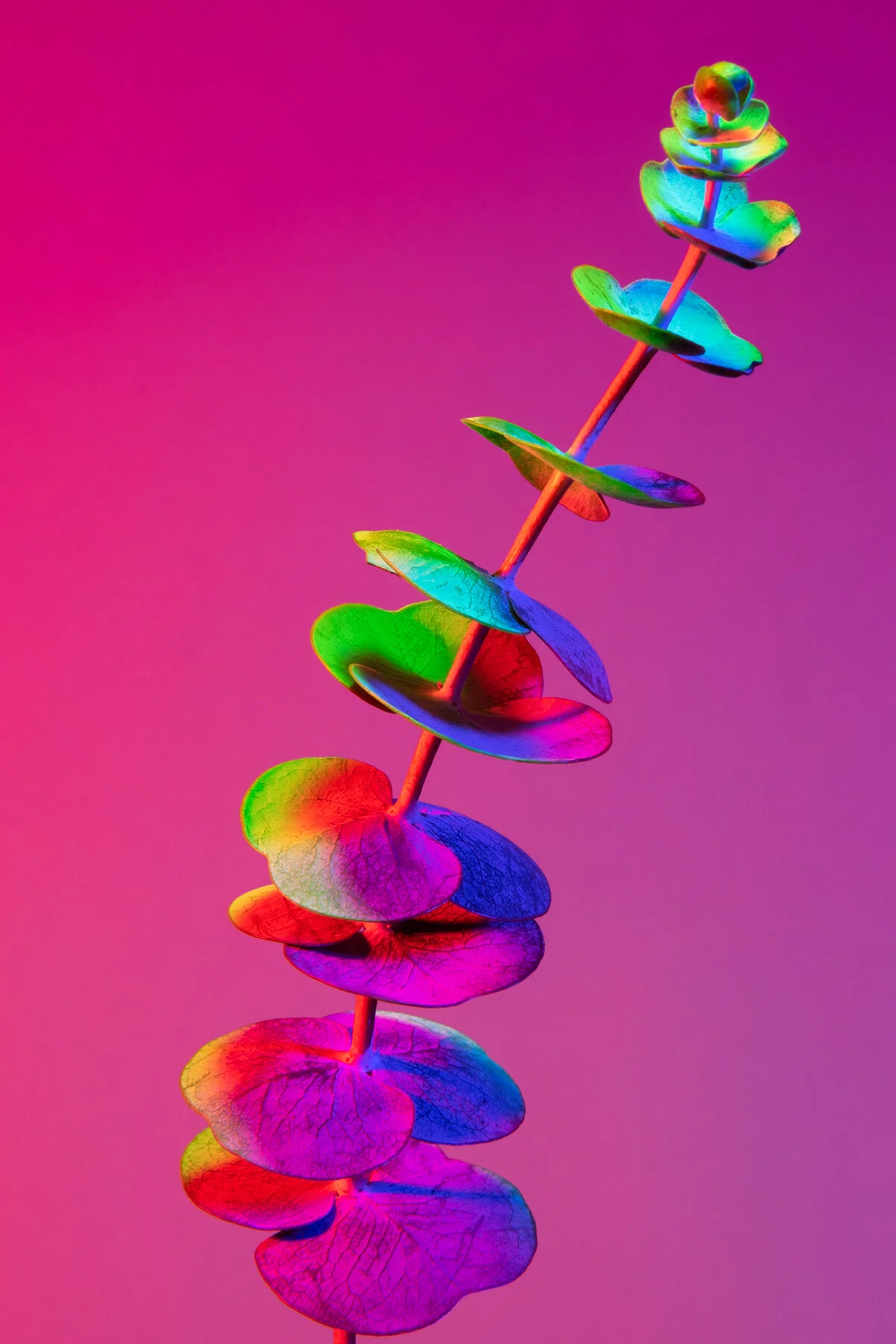 Lindsey Rickert Photography — Otherworldly Botanicals