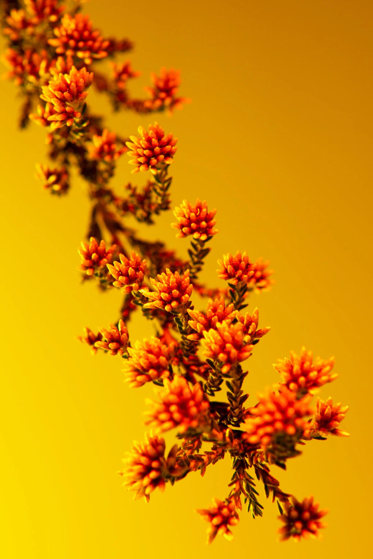 Lindsey Rickert Photography — Otherworldly Botanicals