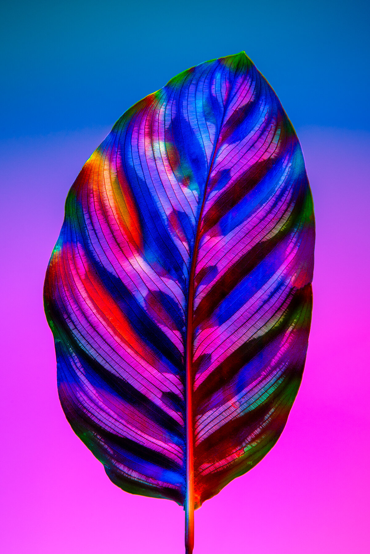 Lindsey Rickert Photography — Otherworldly Botanicals