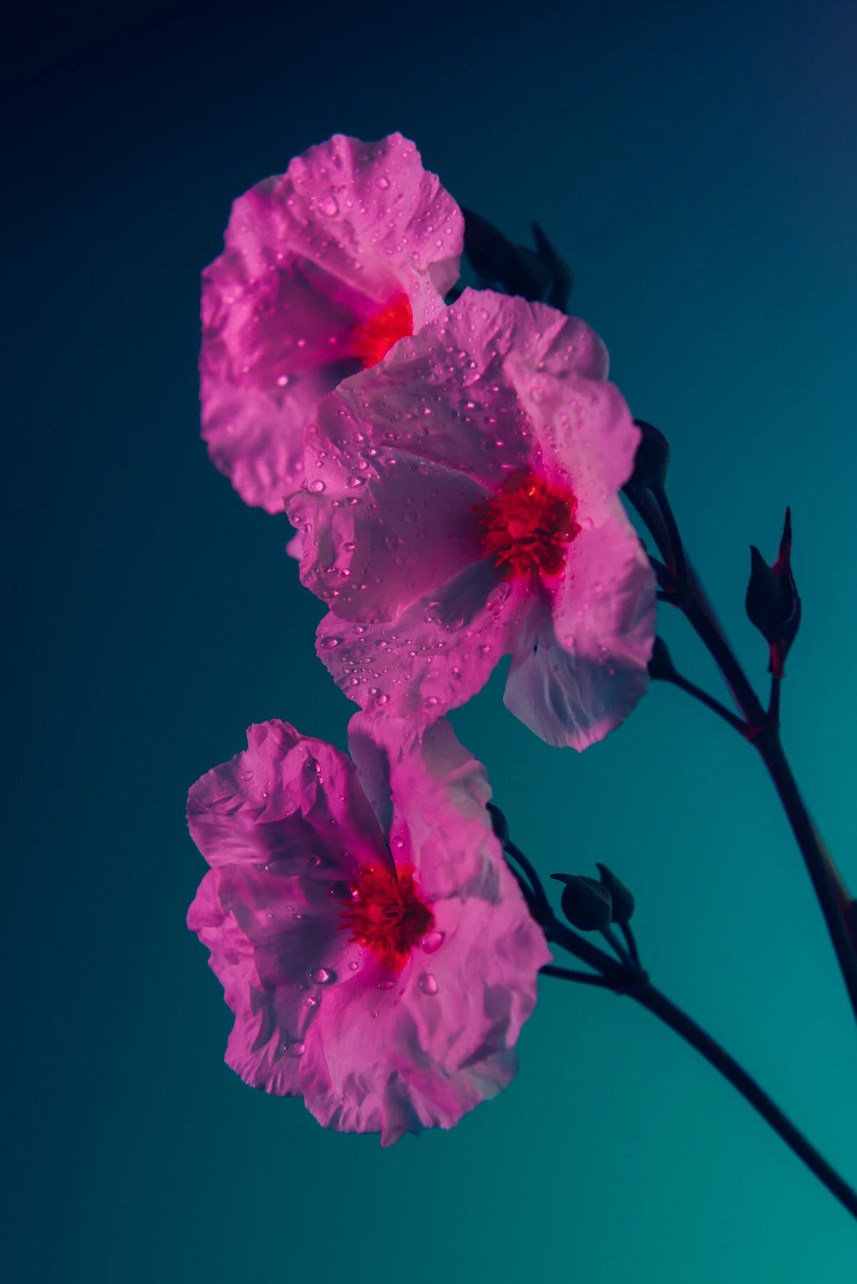 Lindsey Rickert Photography — Otherworldly Botanicals