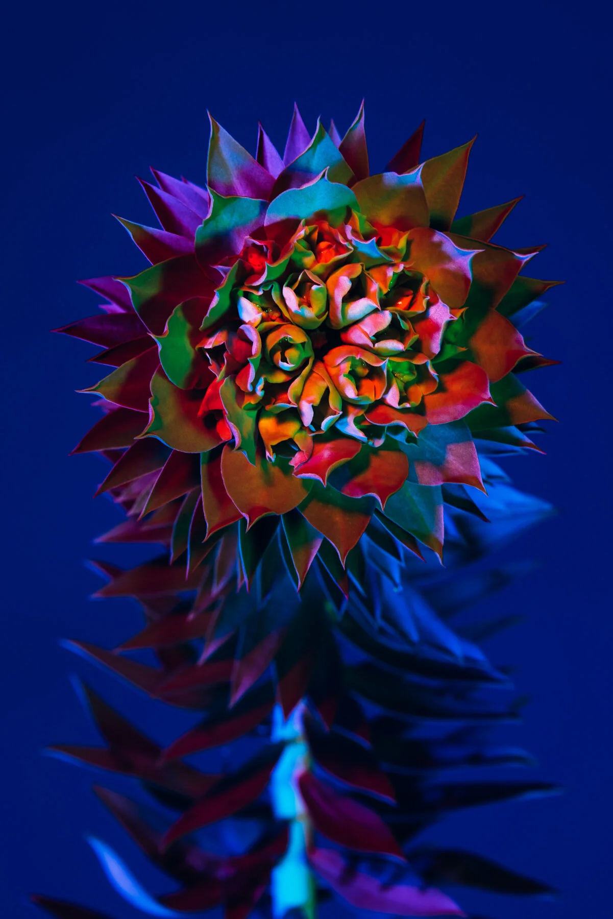 Lindsey Rickert Photography — Otherworldly Botanicals