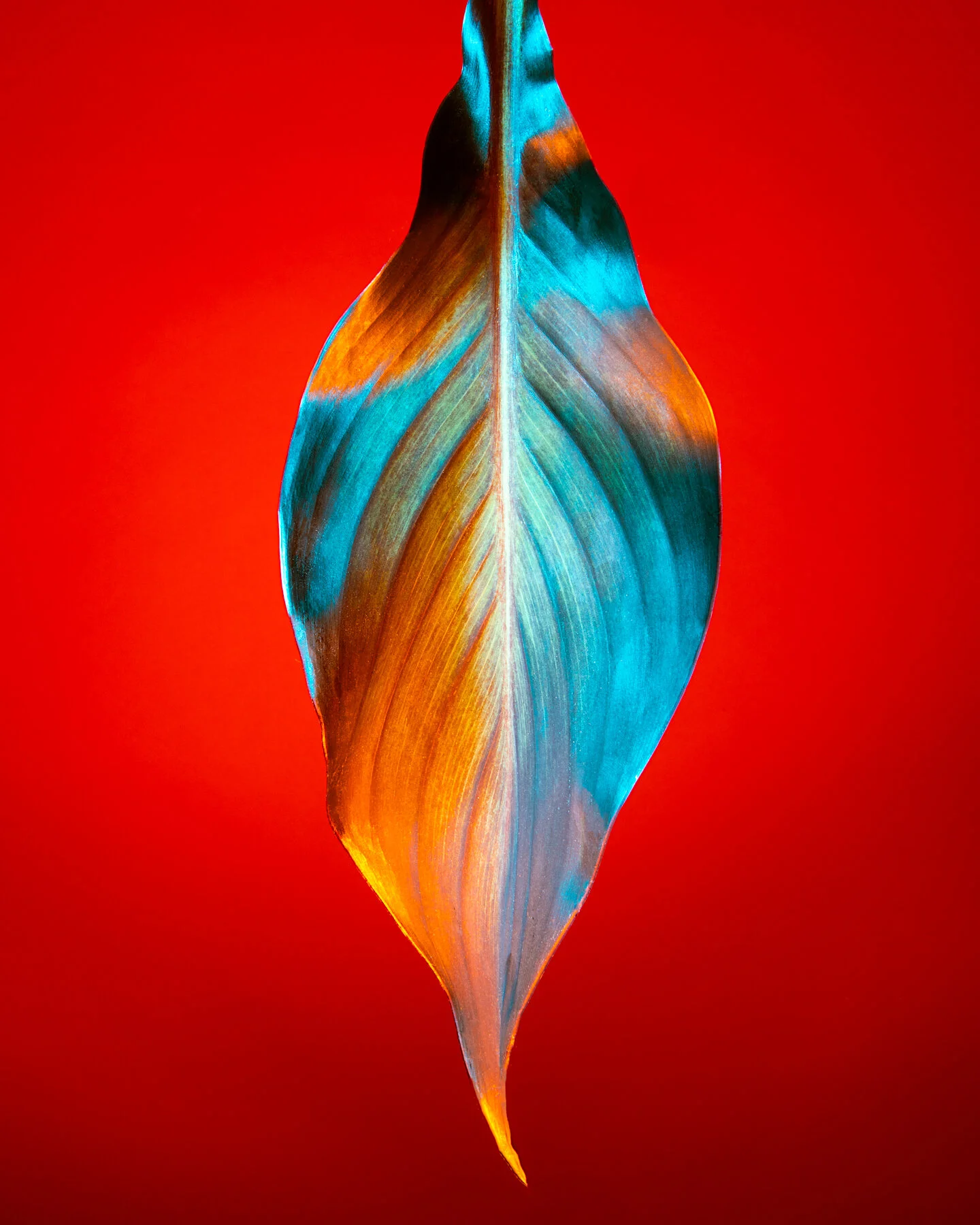 Lindsey Rickert Photography — Otherworldly Botanicals