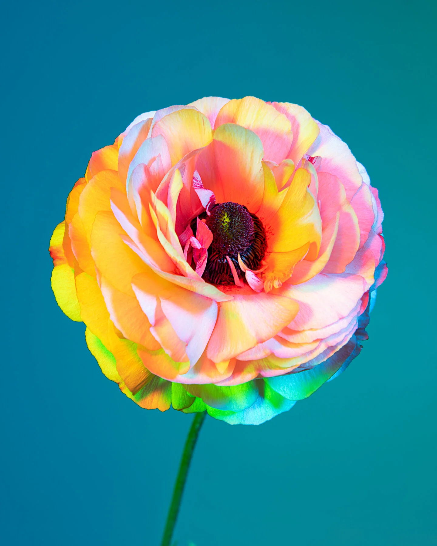 Lindsey Rickert Photography — Otherworldly Botanicals