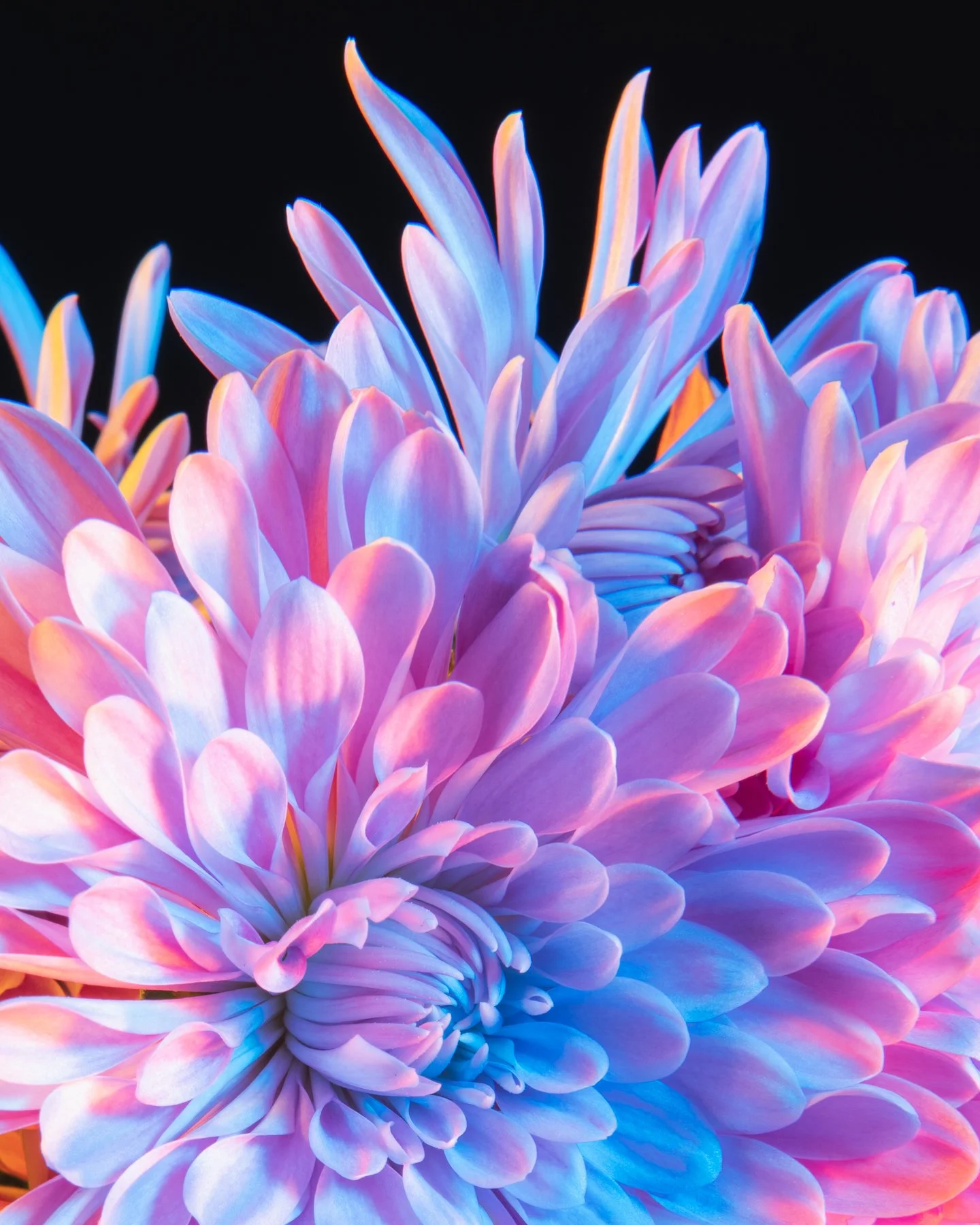 Lindsey Rickert Photography — Otherworldly Botanicals