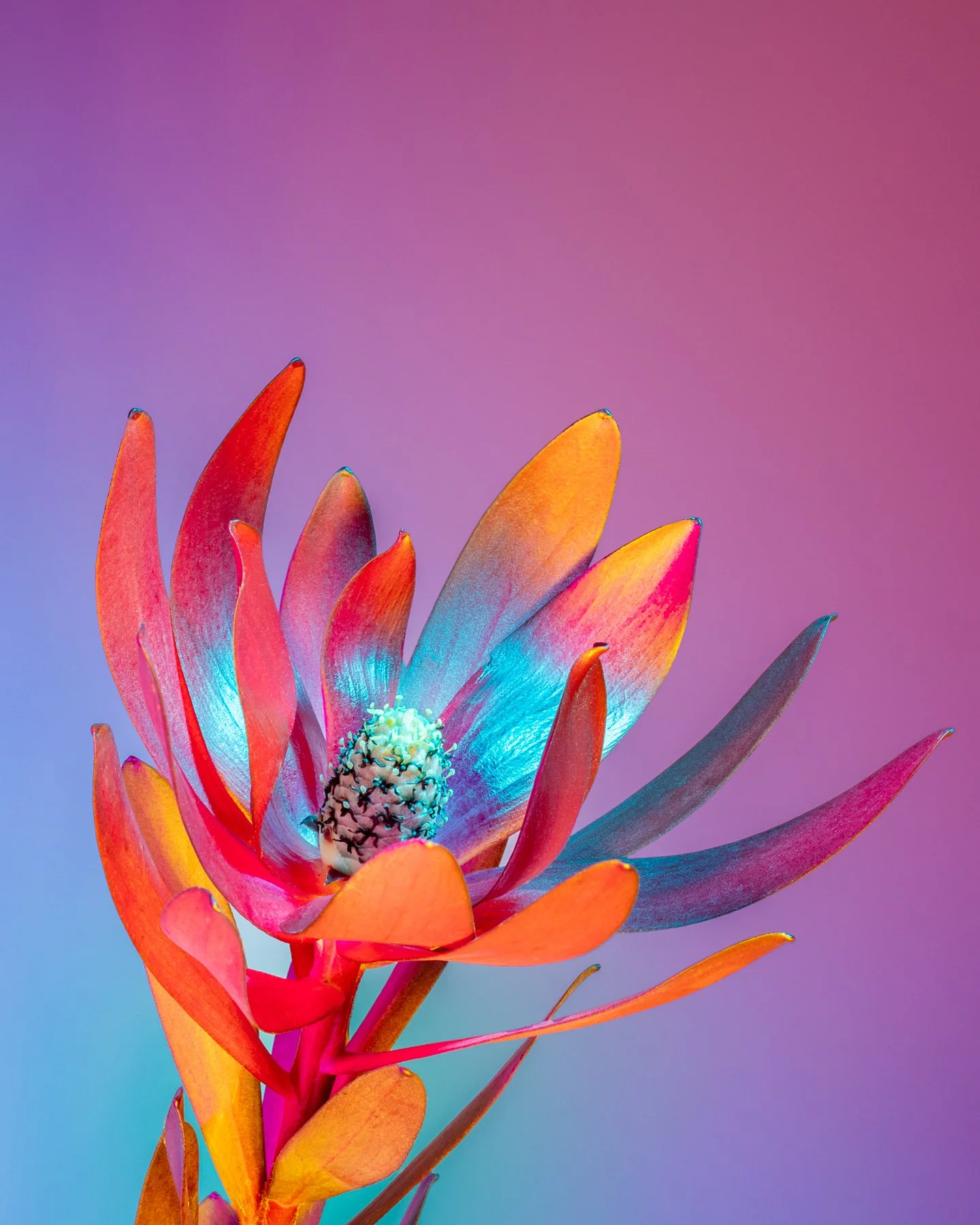 Lindsey Rickert Photography — Otherworldly Botanicals