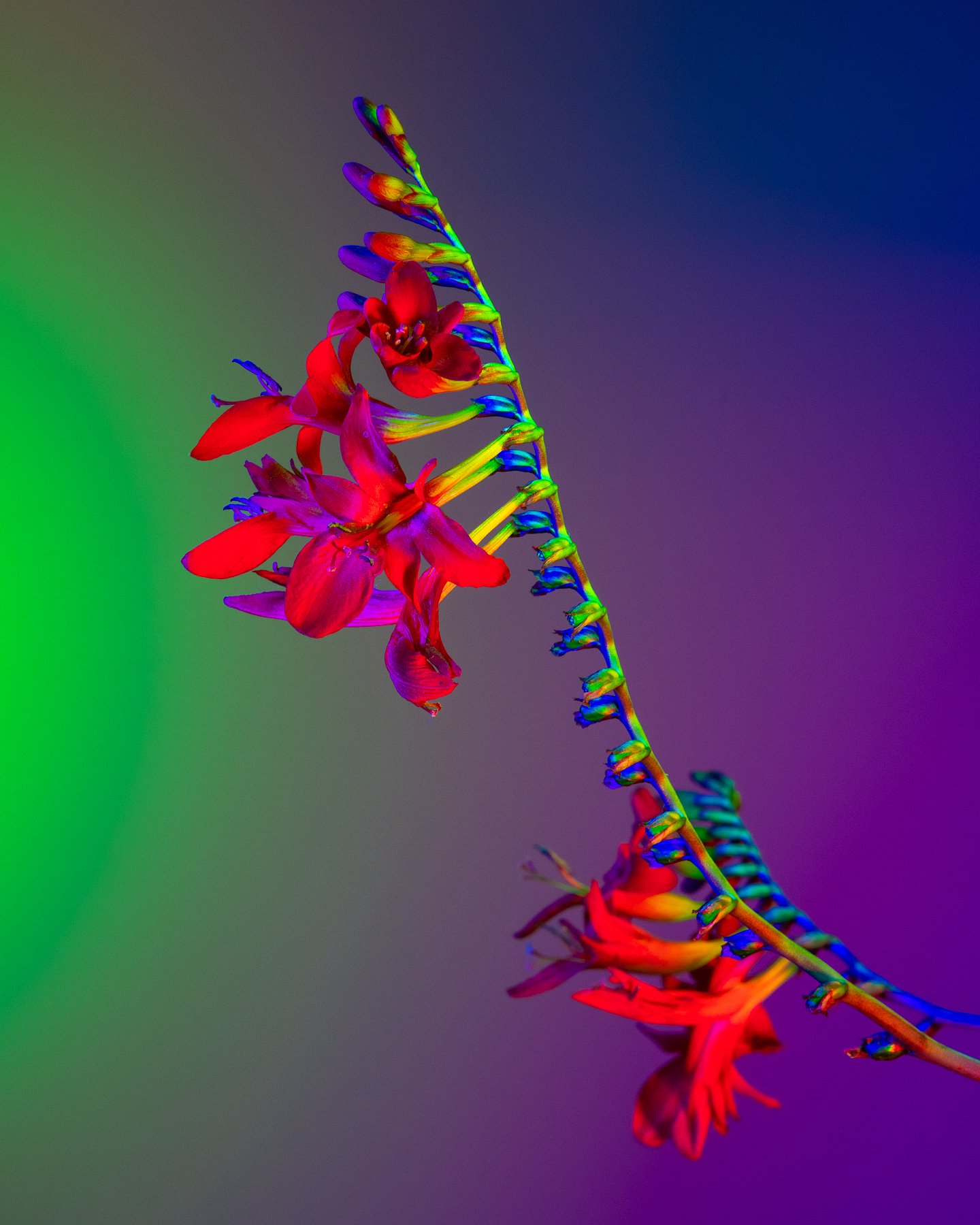 Lindsey Rickert Photography — Otherworldly Botanicals