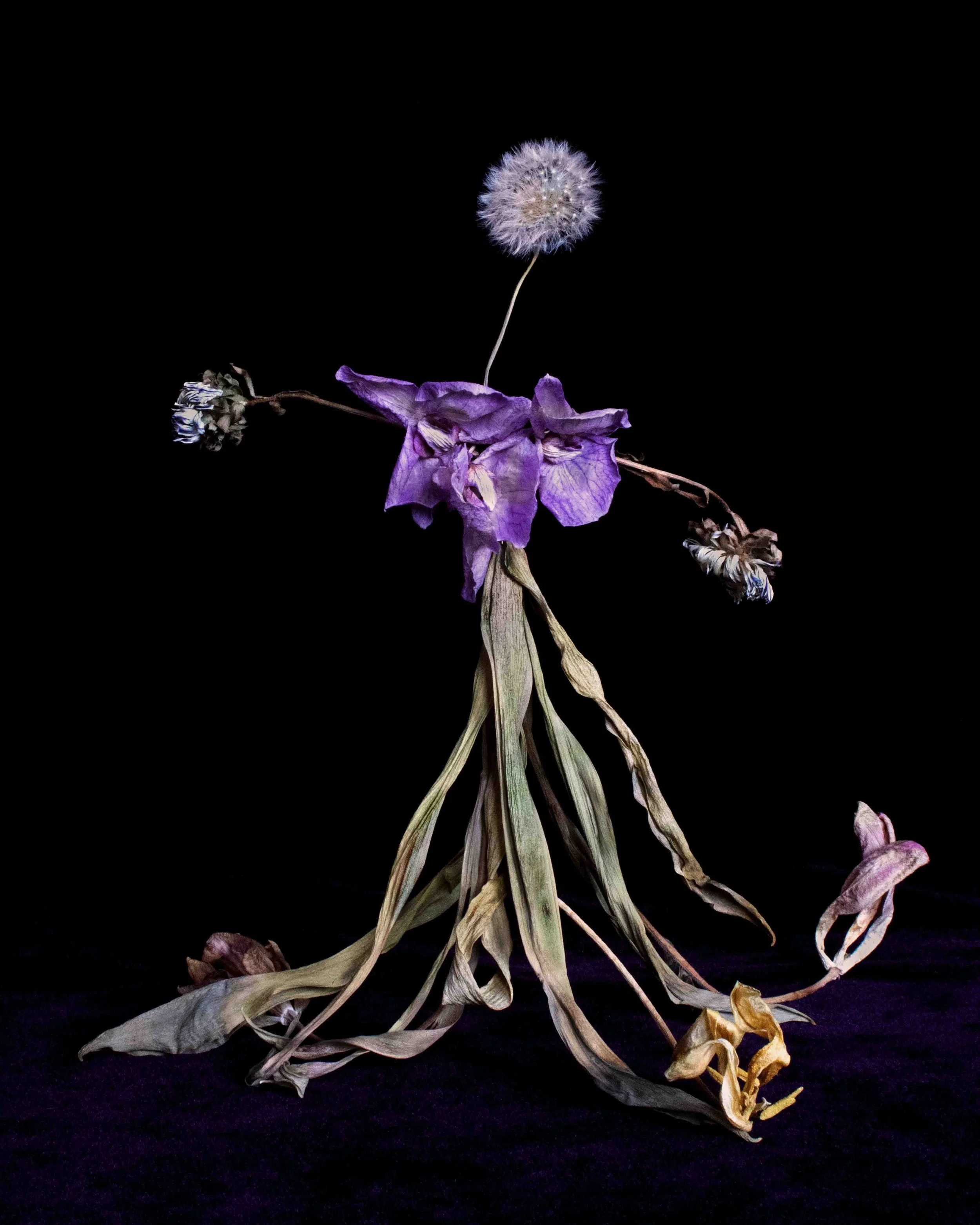 dandelion dancers — Linh VH Nguyen