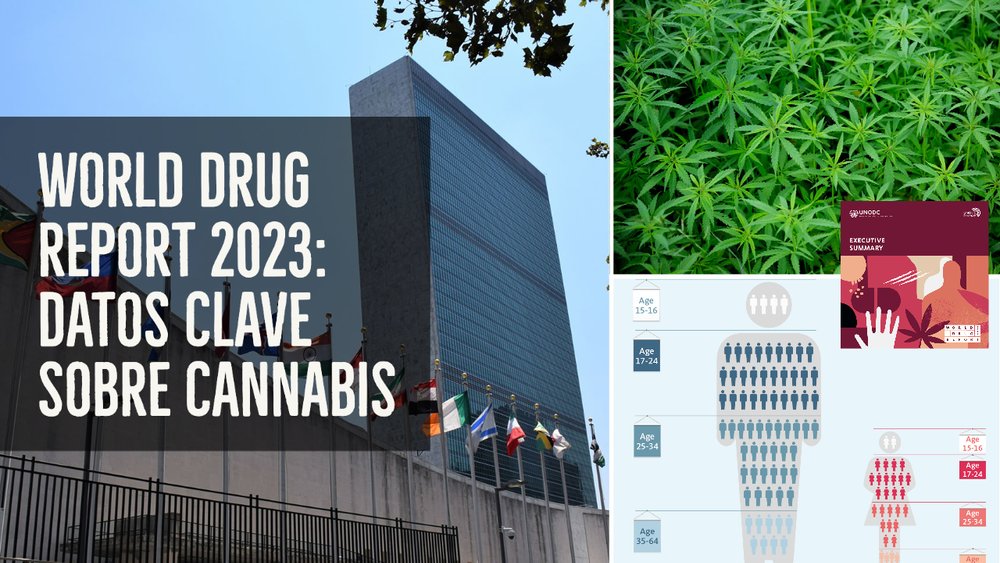 Datos Clave Sobre El Cannabis En El World Drug Report 2023 De La Onu