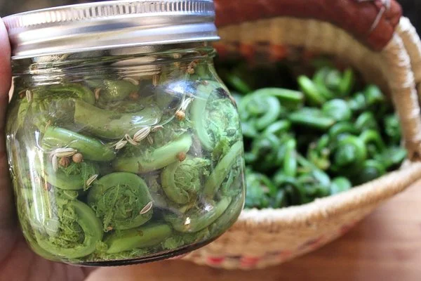 9 Fern-tastic Ways to Eat Fiddleheads — Skagit Valley Food Co-op