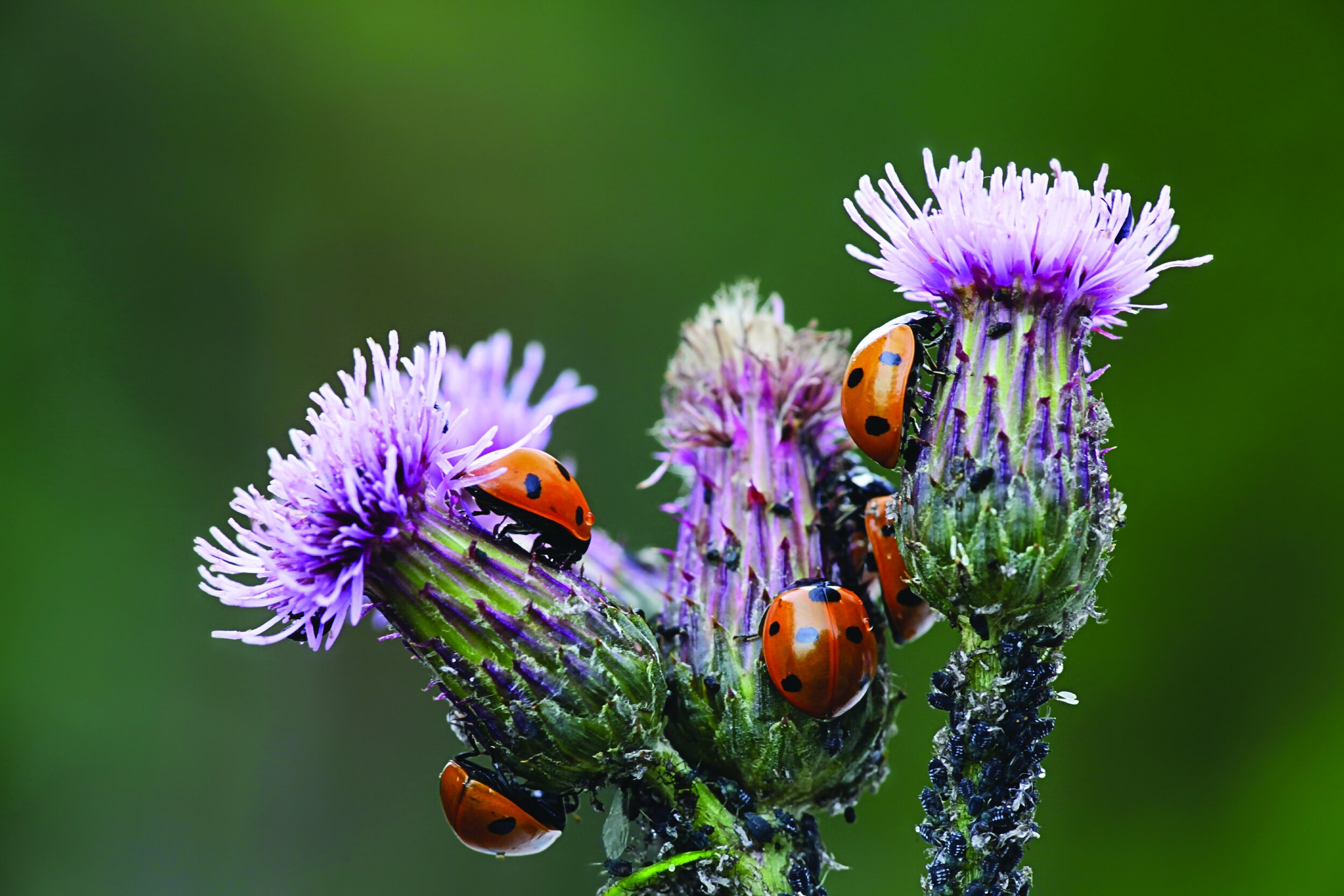 In the Weeds: A Meditation — Skagit Valley Food Co-op