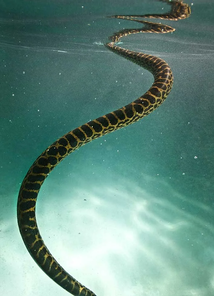 Underwater photography of mermaids swimming in the ocean and seahorses ...