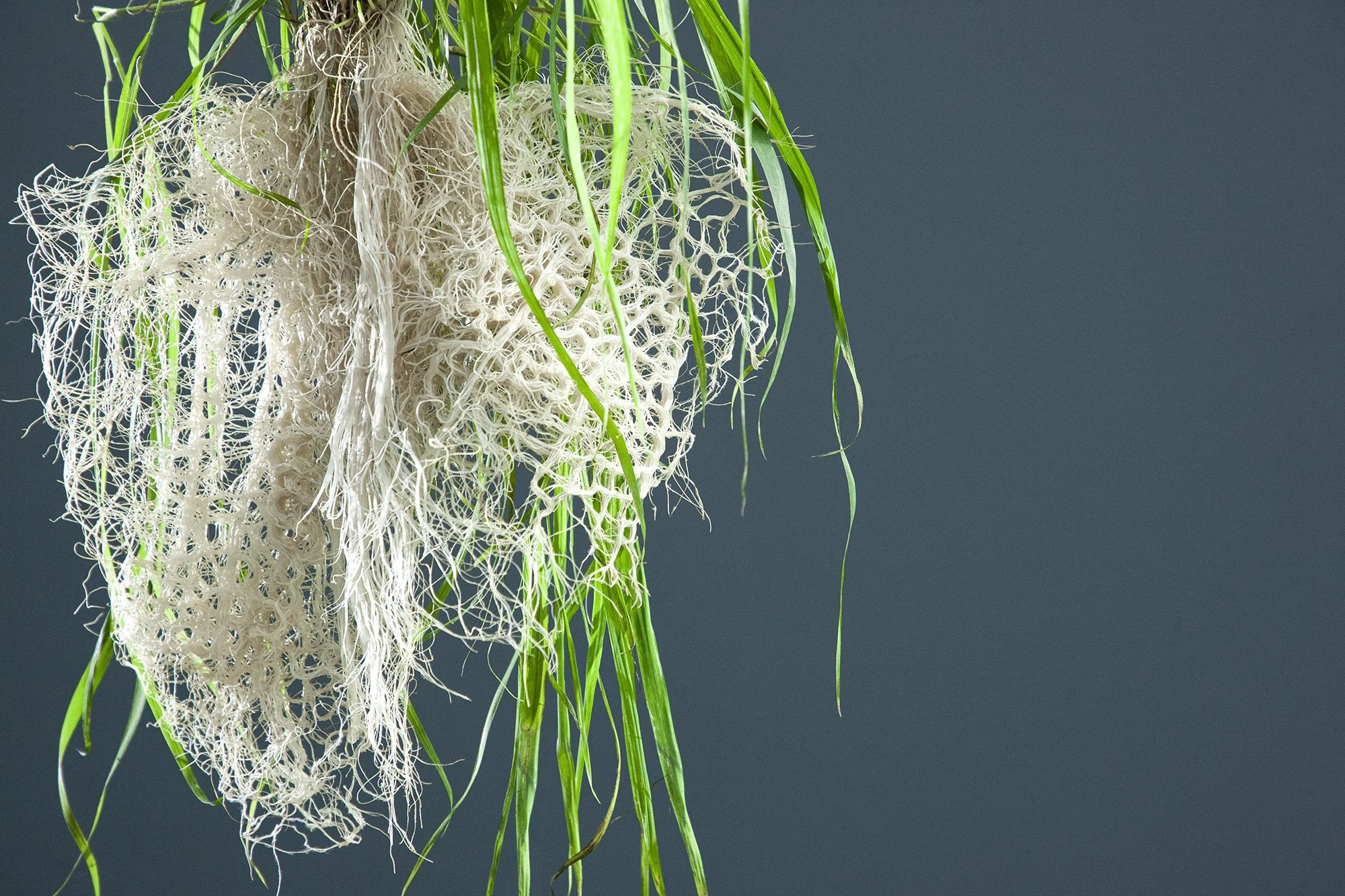 Sustainable root-grown, sculpture and wearables — Zena Holloway