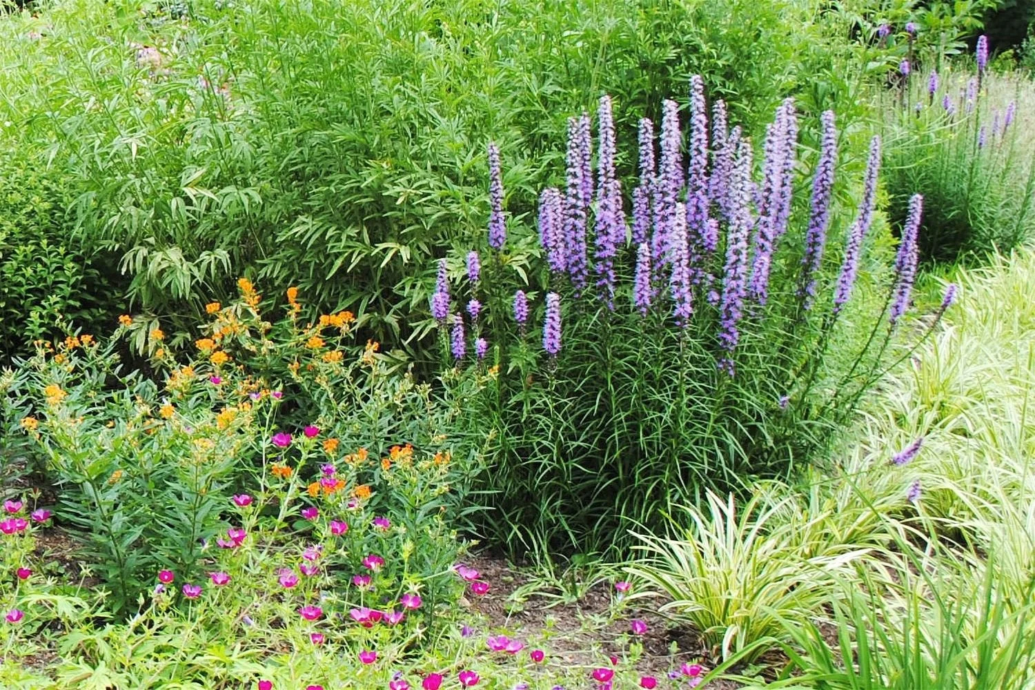 What Are Keystone Plants? — Green Haven Farm