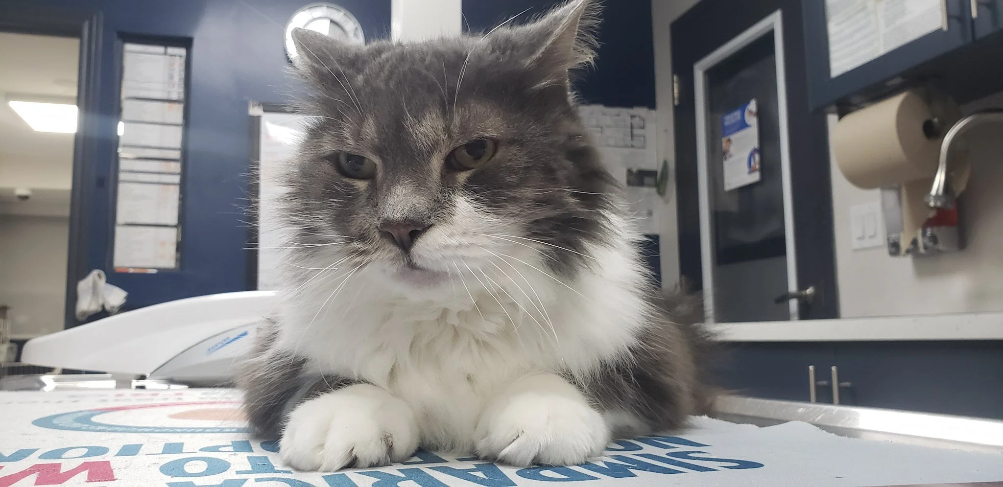 Toronto Marathon - Your Donation's Impact — Toronto Cat Rescue