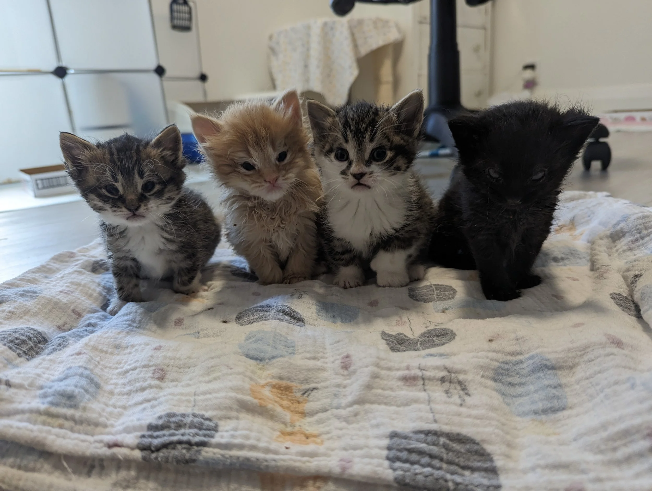 Cat Rescue Toronto | Near Me - Toronto Cat Rescue