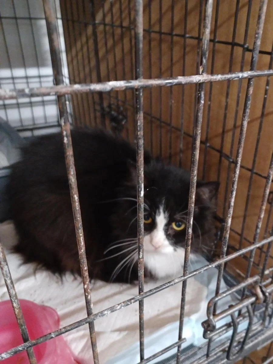 Cat Rescue Donation Toronto & Cat Shelter Donations - Toronto Cat ...