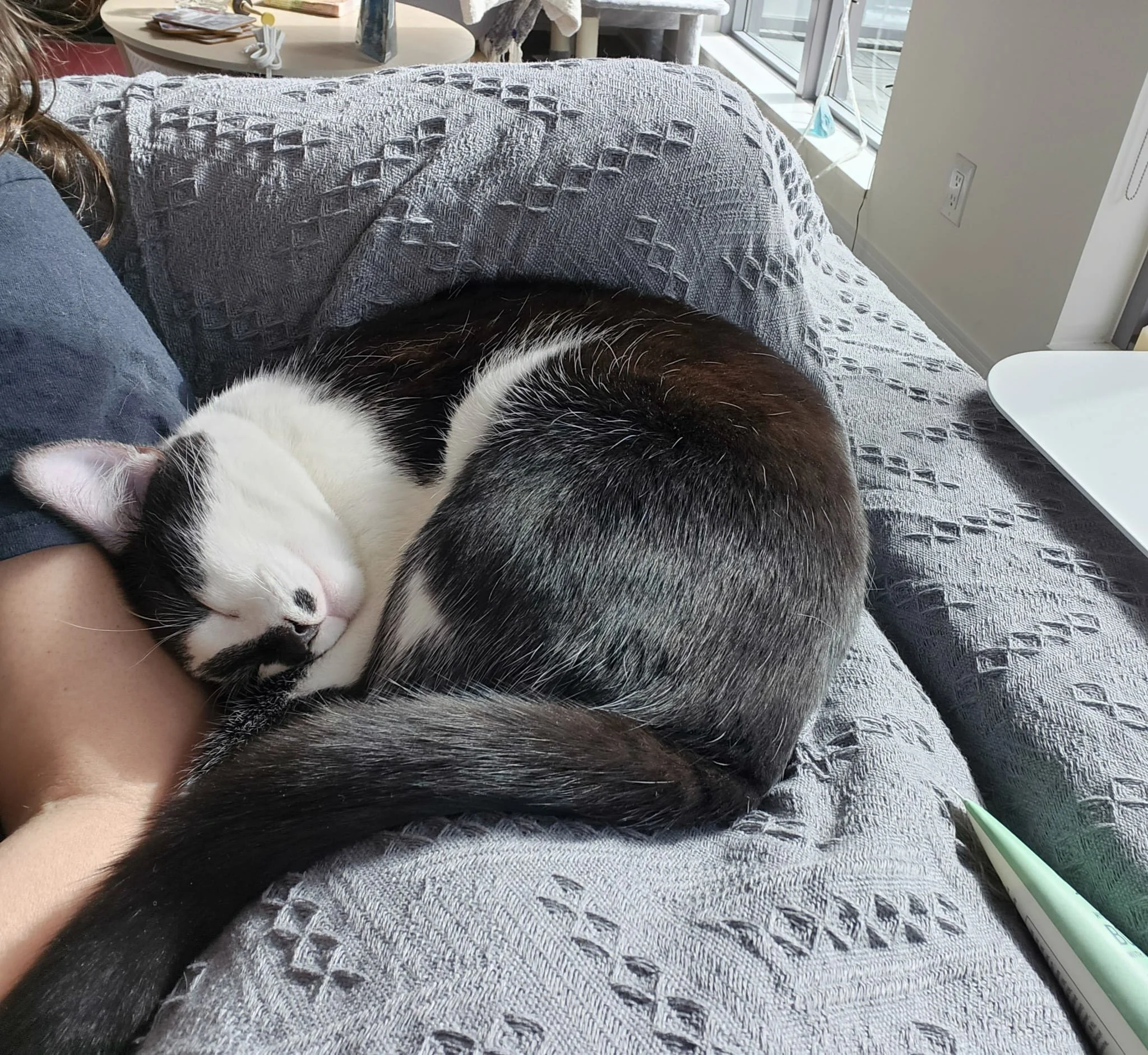 Cat Rescue Donation Toronto & Cat Shelter Donations - Toronto Cat ...