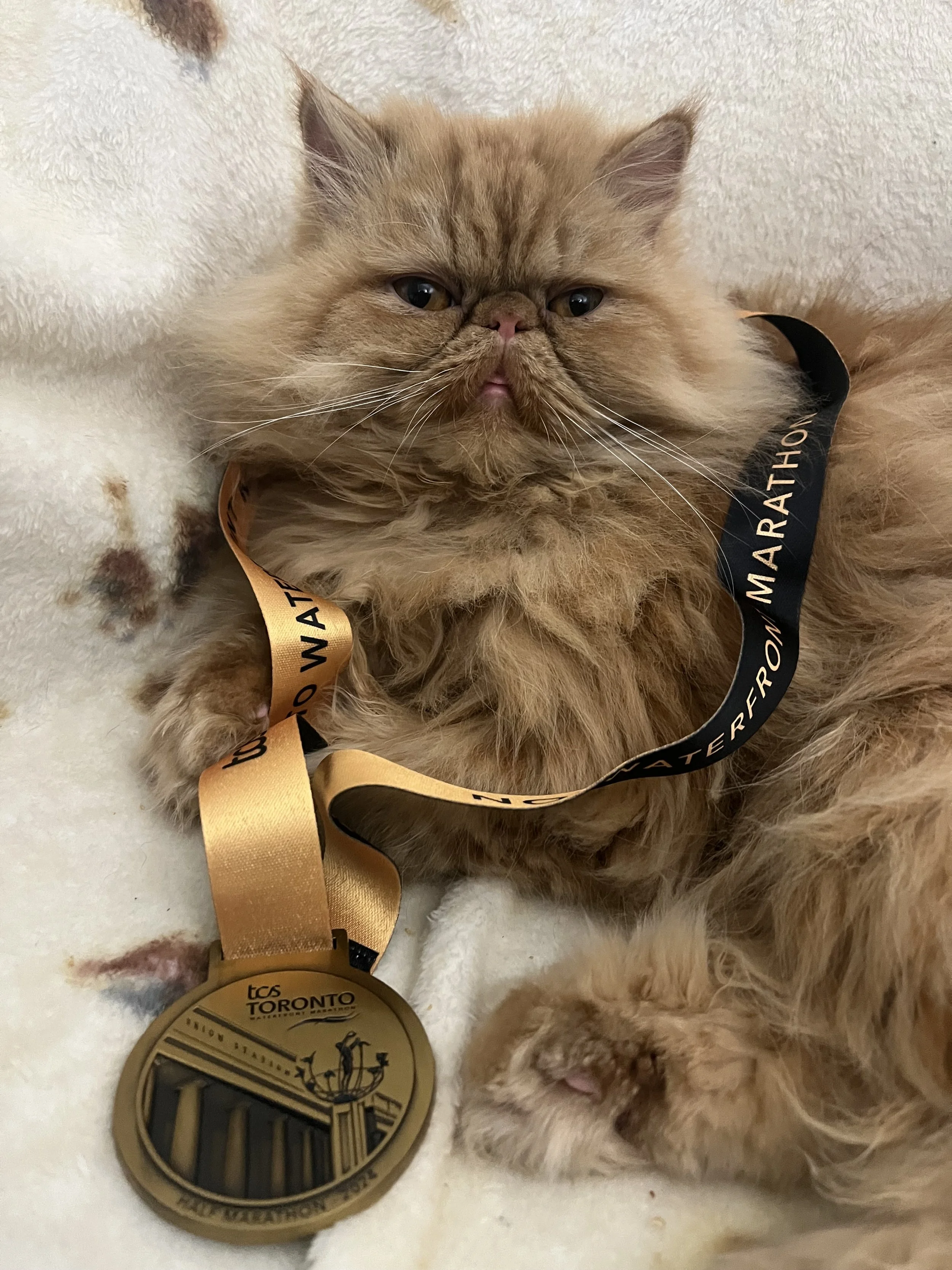 Celebrating Our TCR Toronto Marathon Runners! — Toronto Cat Rescue