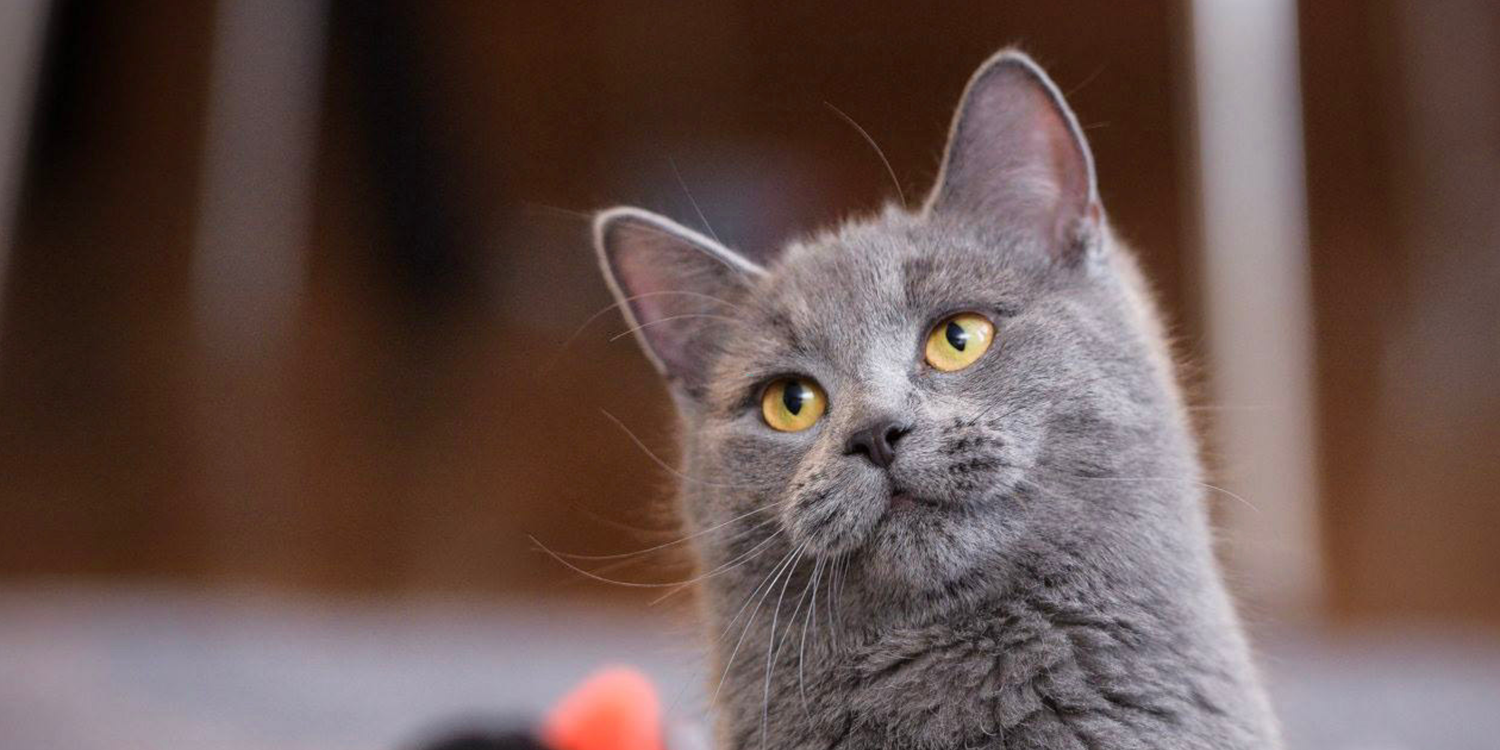 Cat Rescue Toronto | Near Me - Toronto Cat Rescue