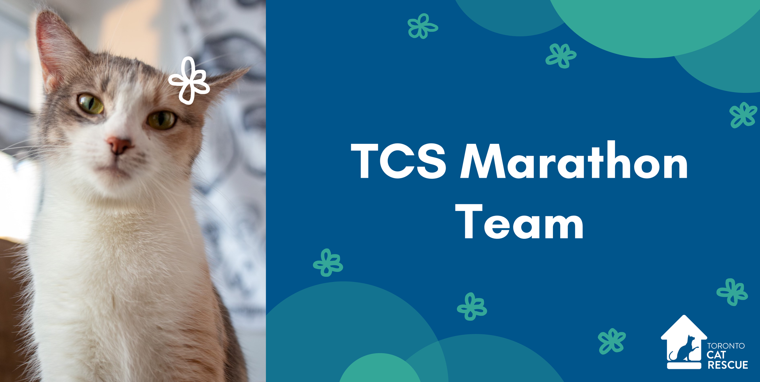 Join Our 2025 TCS Marathon Team — Toronto Cat Rescue