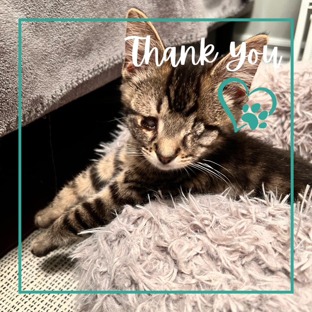 Cat Rescue Donation Toronto & Cat Shelter Donations - Toronto Cat ...