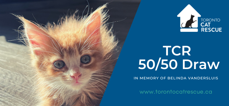 Welcome to our first 50/50 draw! — Toronto Cat Rescue