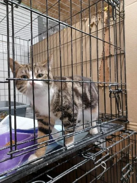 Cat Rescue Donation Toronto & Cat Shelter Donations - Toronto Cat ...