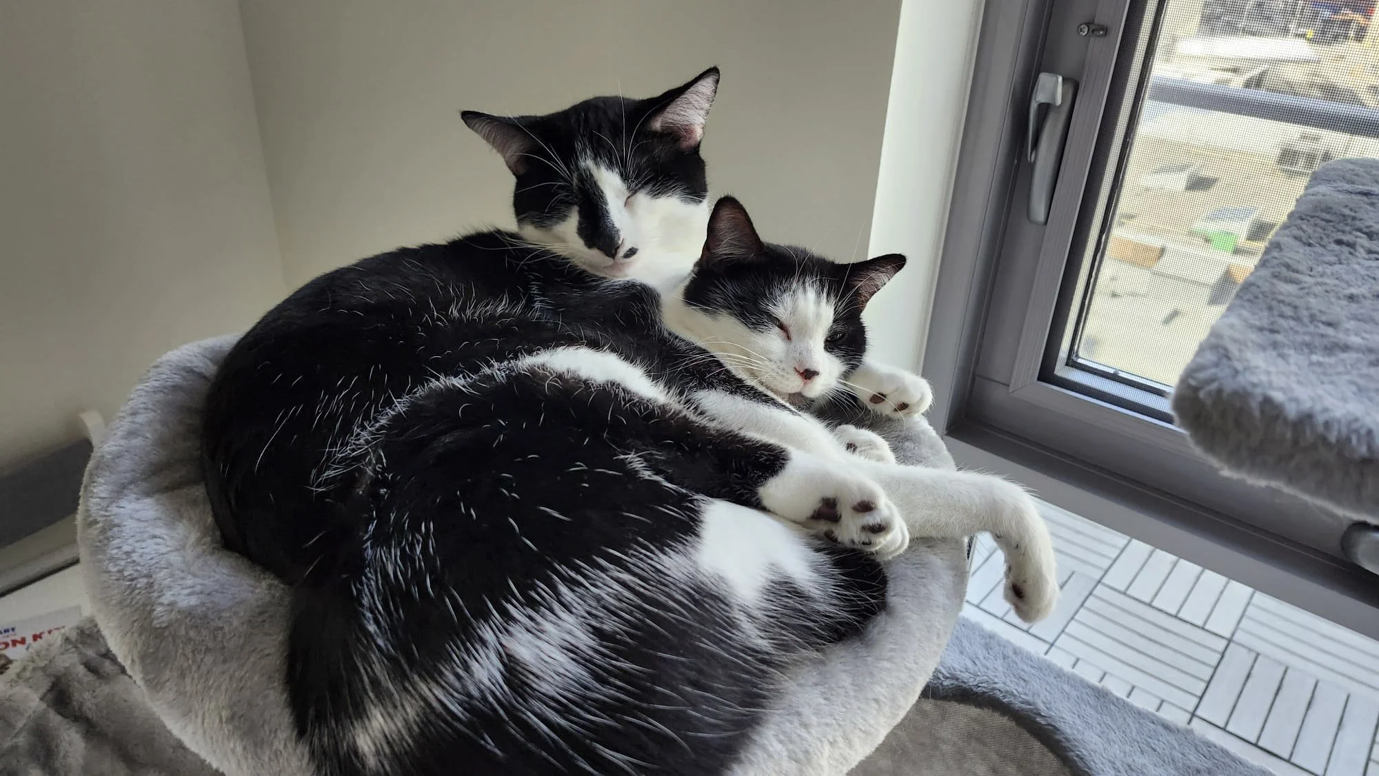 Cat Rescue Donation Toronto & Cat Shelter Donations - Toronto Cat ...