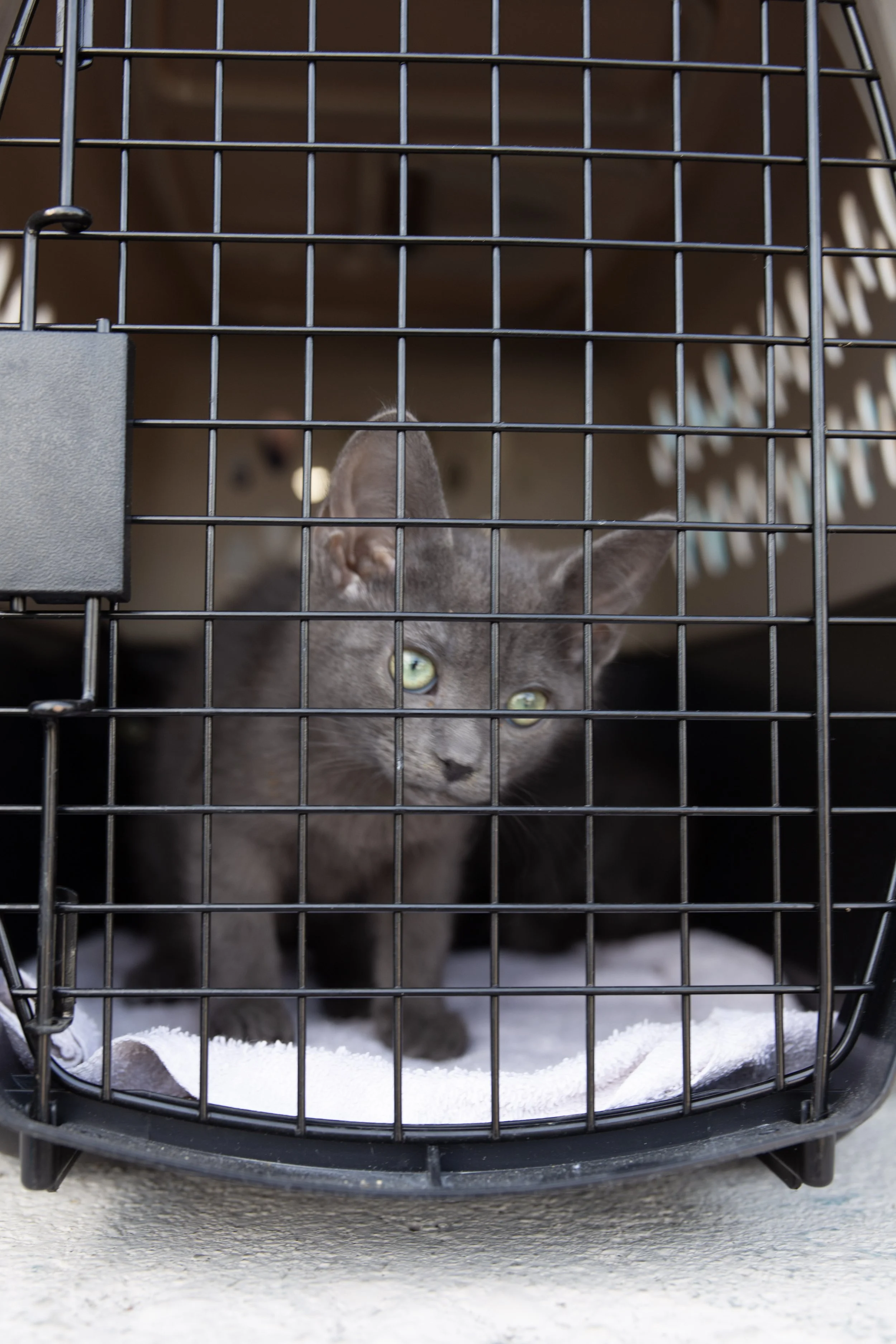 Cat Rescue Donation Toronto & Cat Shelter Donations - Toronto Cat ...