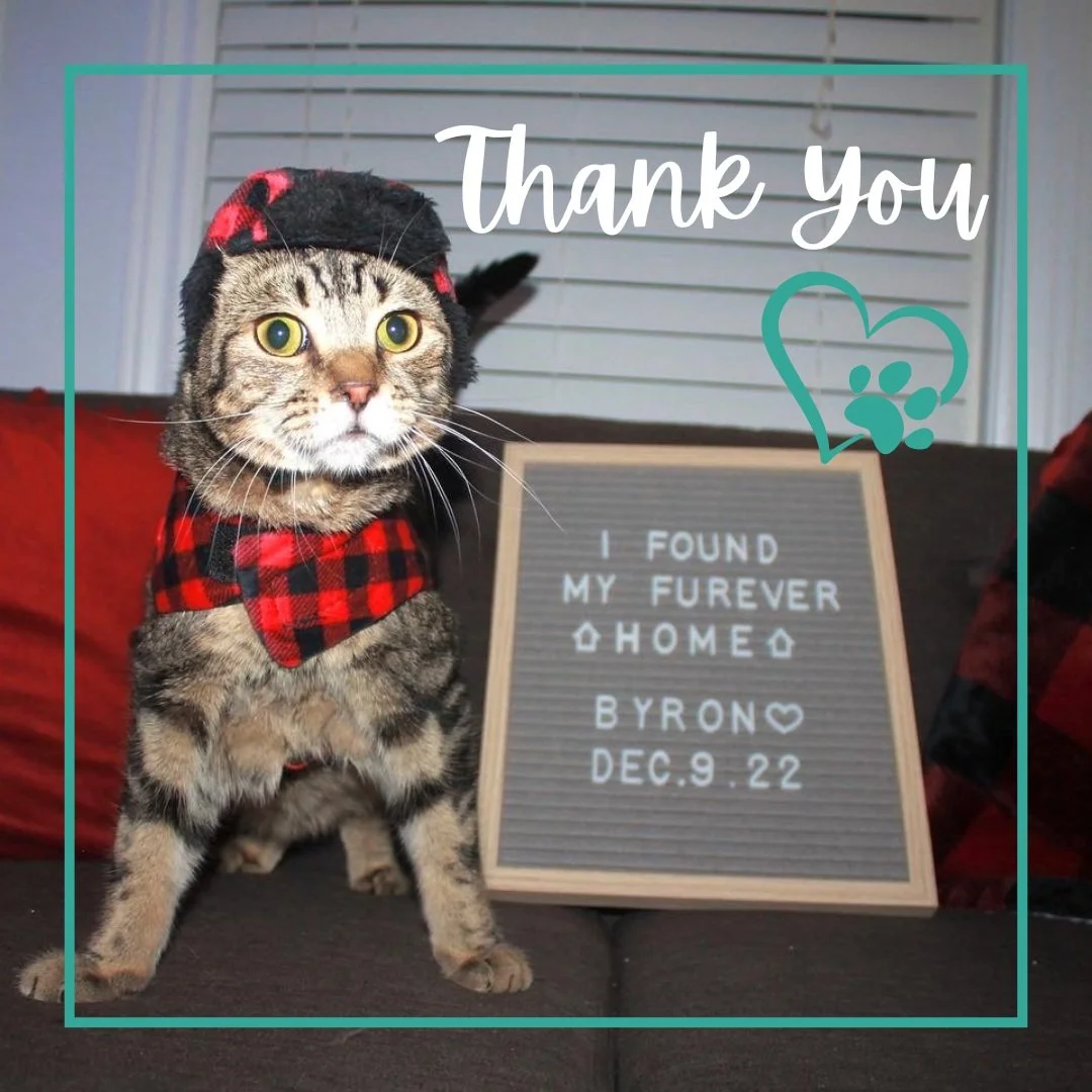 Cat Rescue Donation Toronto & Cat Shelter Donations - Toronto Cat ...