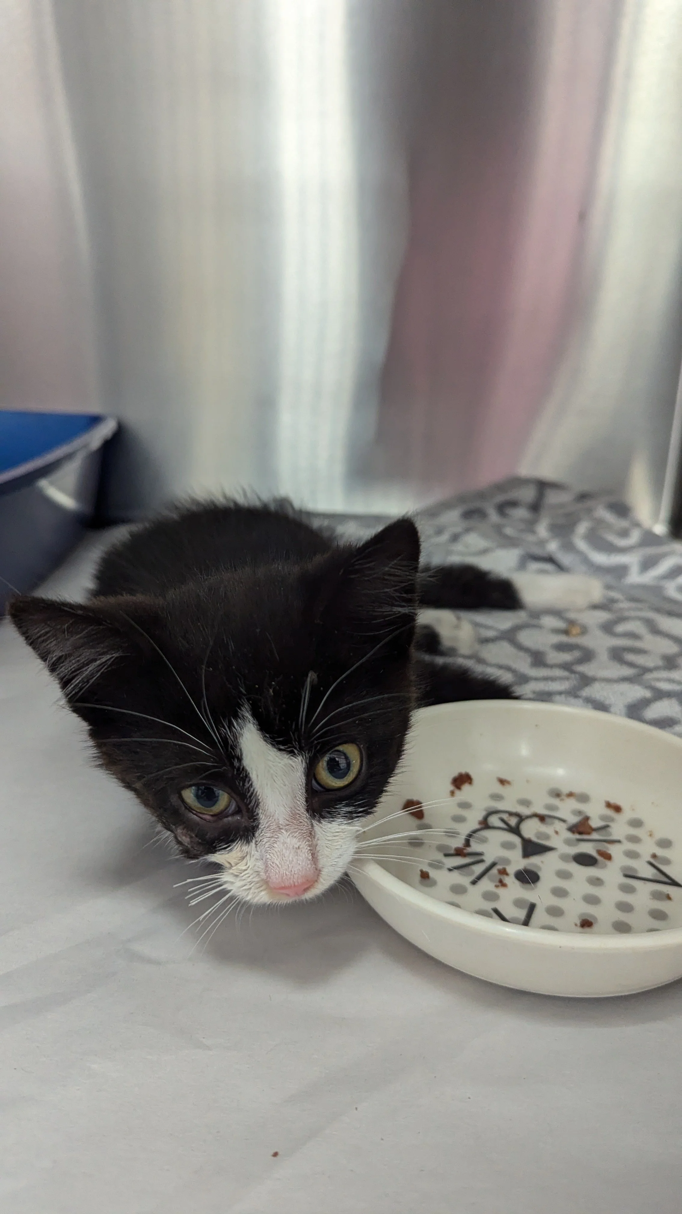 Follow Tom Nook's Rescue Journey - From Abandoned and Neglected, to a ...