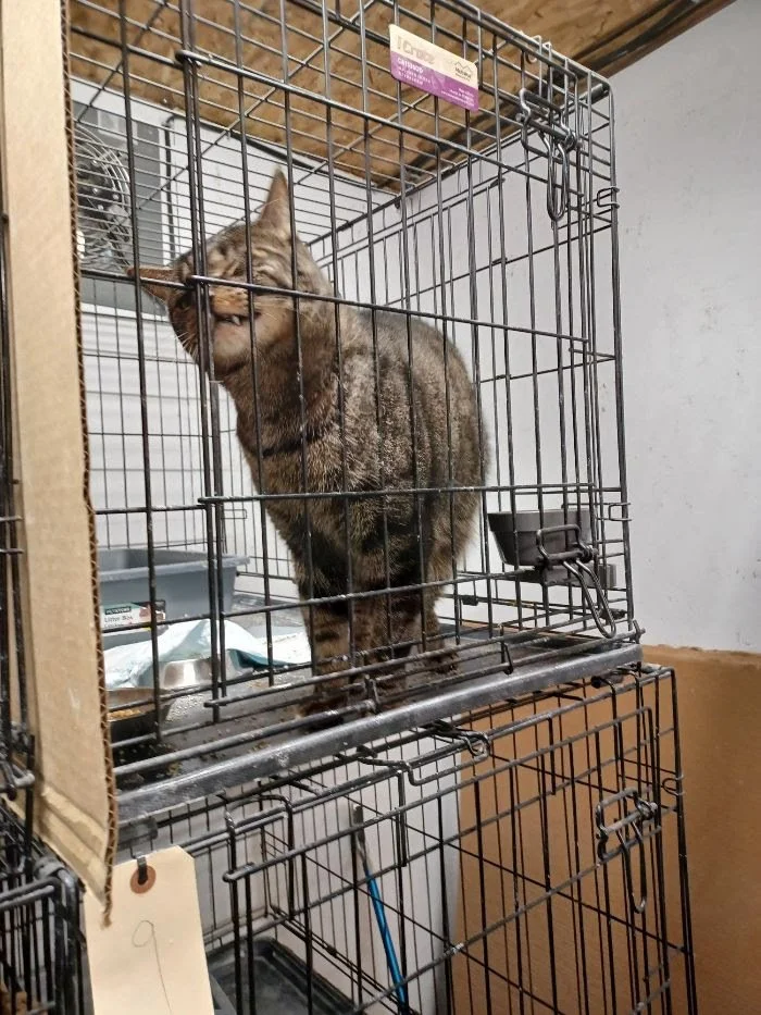 Cat Rescue Donation Toronto & Cat Shelter Donations - Toronto Cat ...