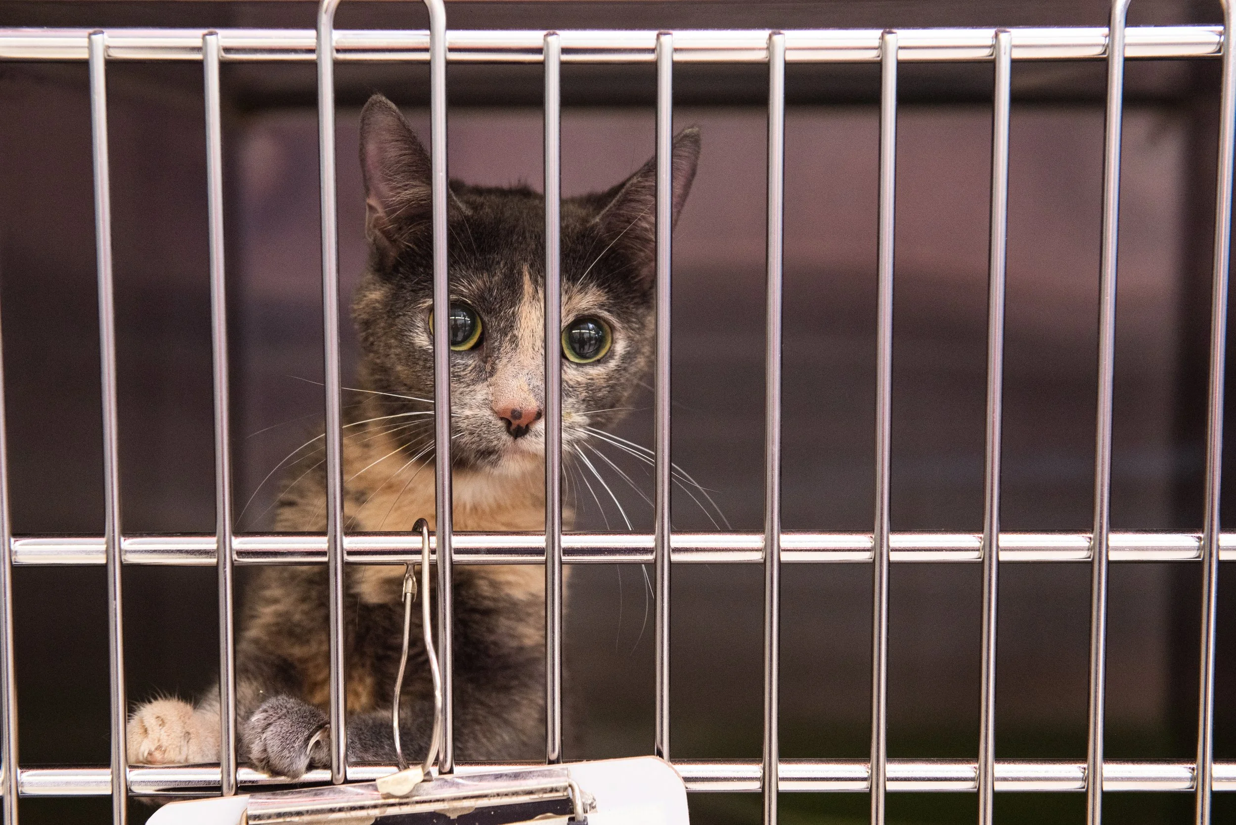 Cat Rescue Toronto | Near Me - Toronto Cat Rescue