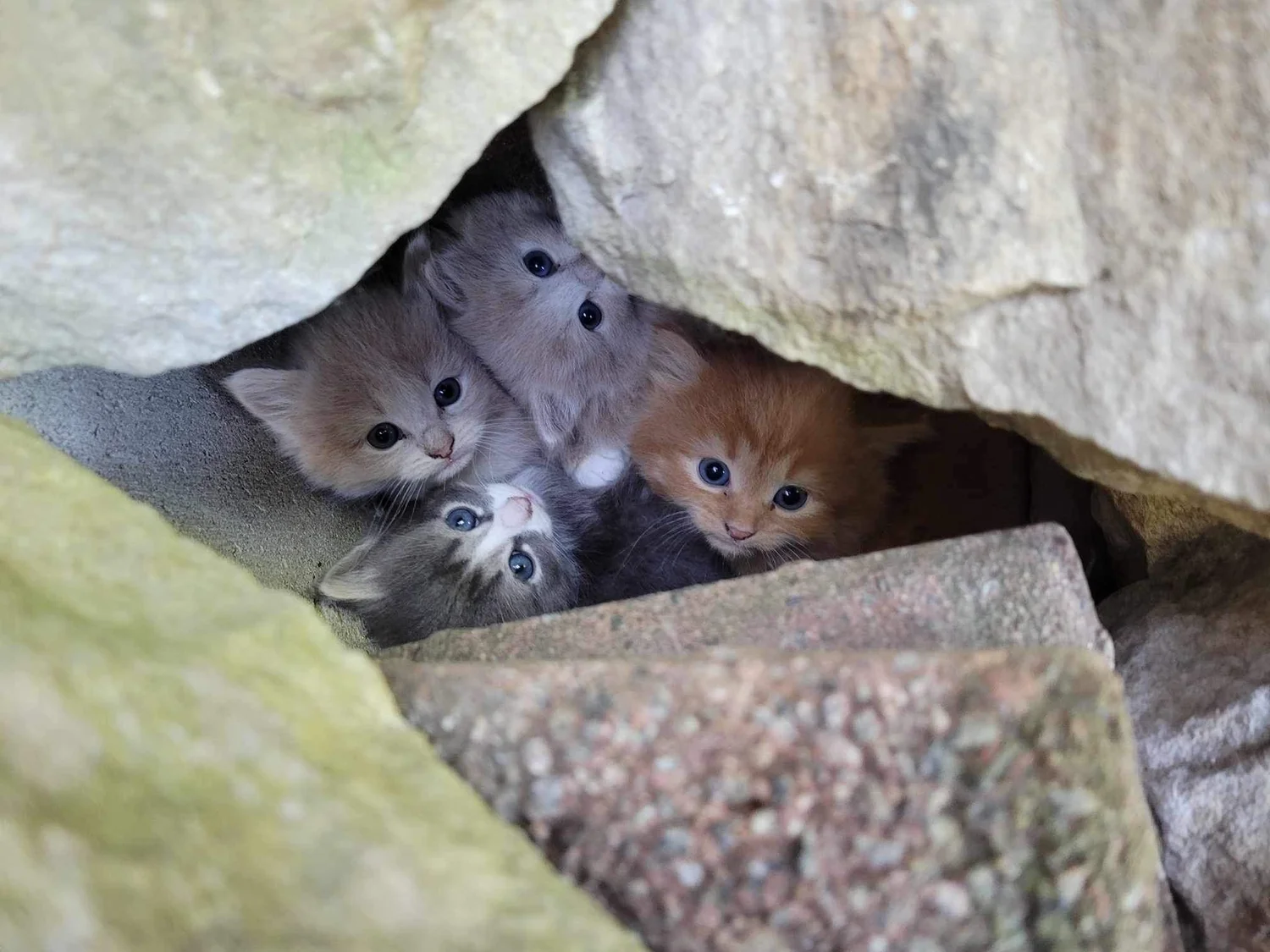 Cat Rescue Toronto | Near Me - Toronto Cat Rescue