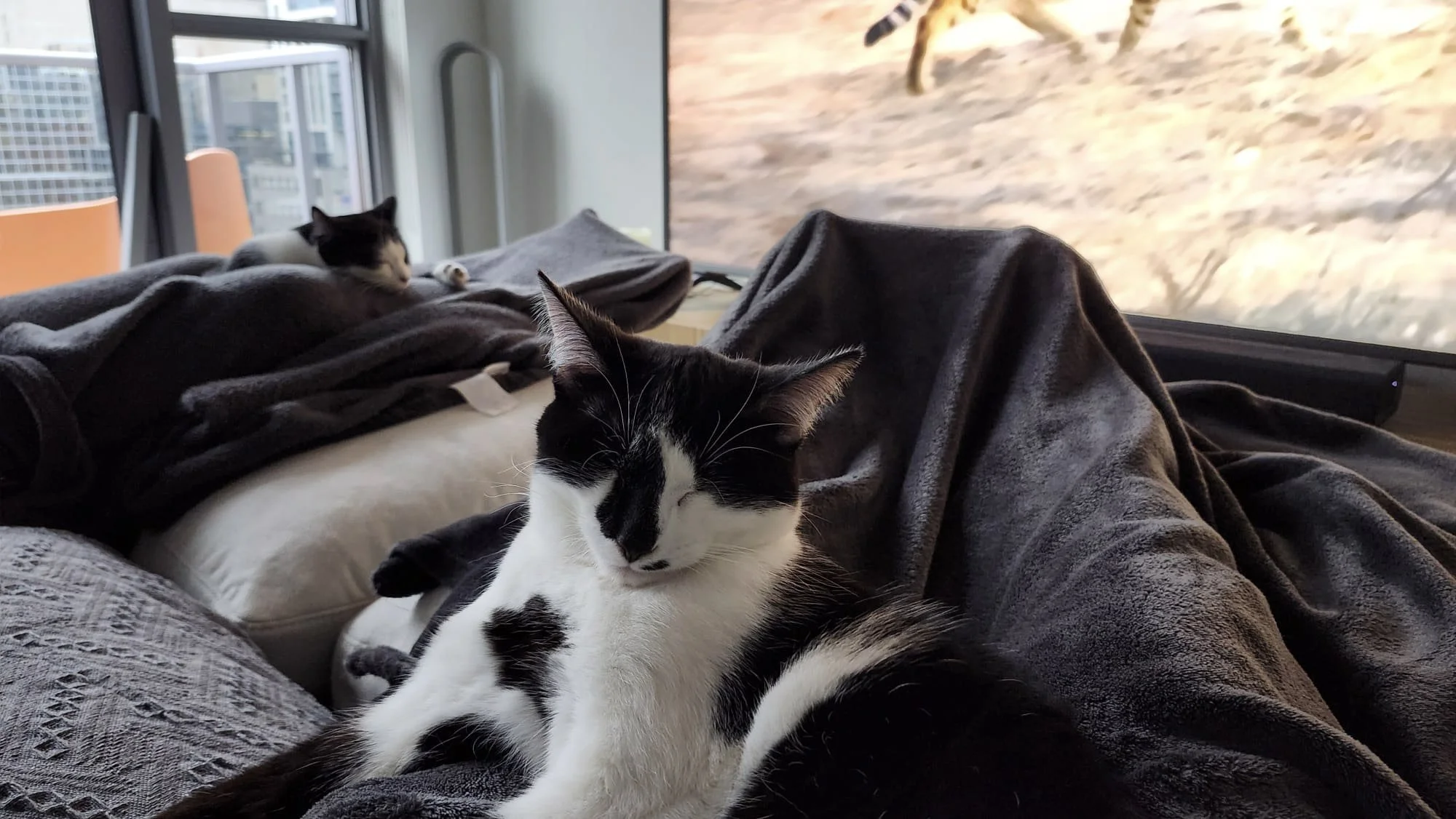 Cat Rescue Donation Toronto & Cat Shelter Donations - Toronto Cat ...