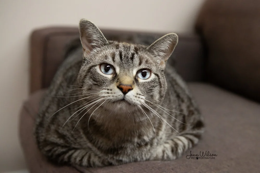 Cat Rescue Toronto | Near Me - Toronto Cat Rescue