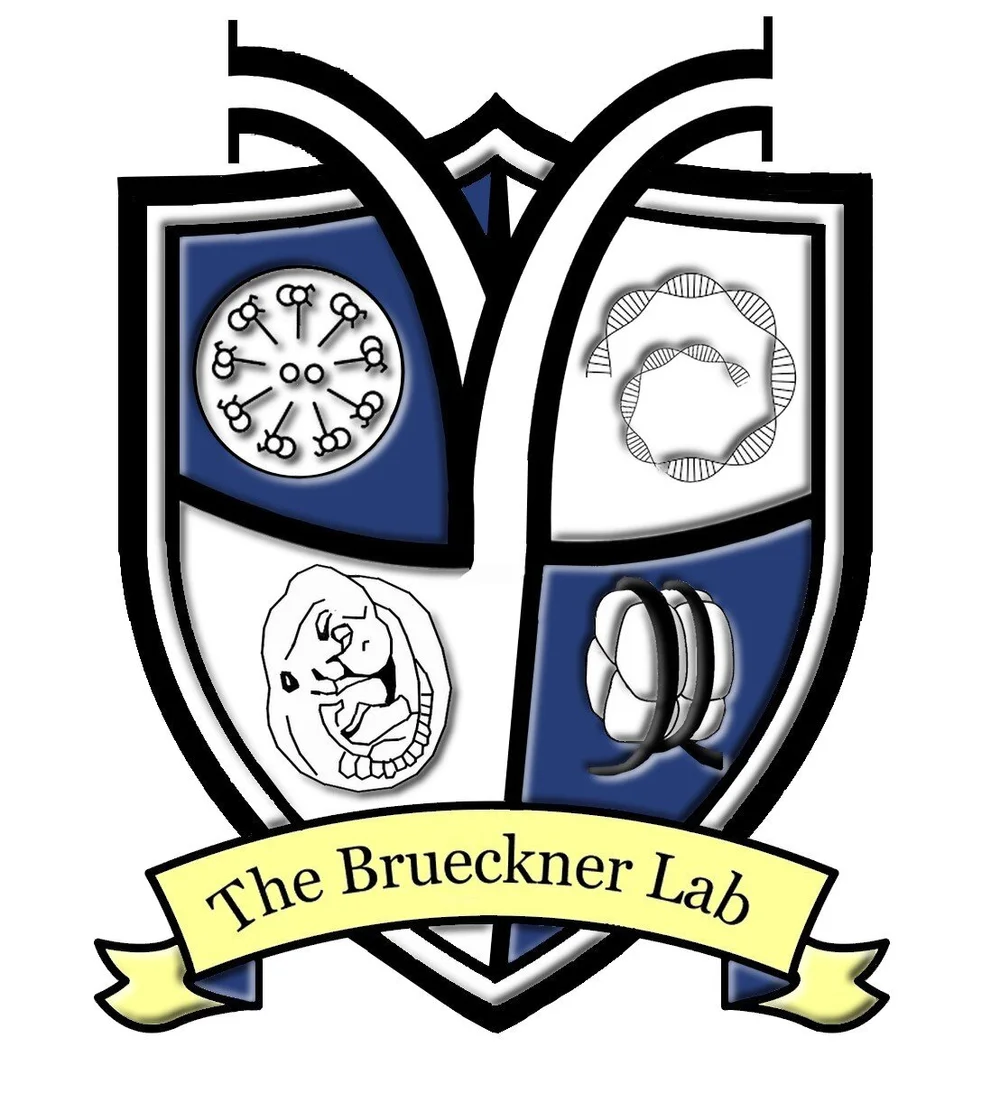 Brueckner Lab