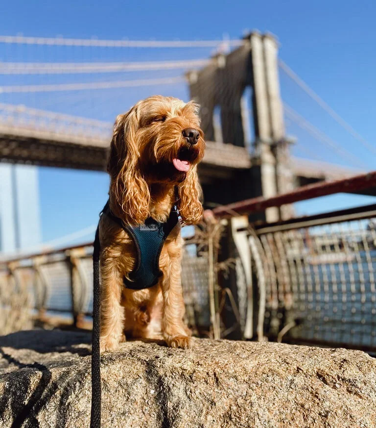 The Big City Woof Walker