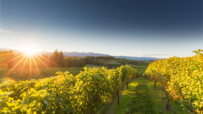 About — Taste Nelson Wines