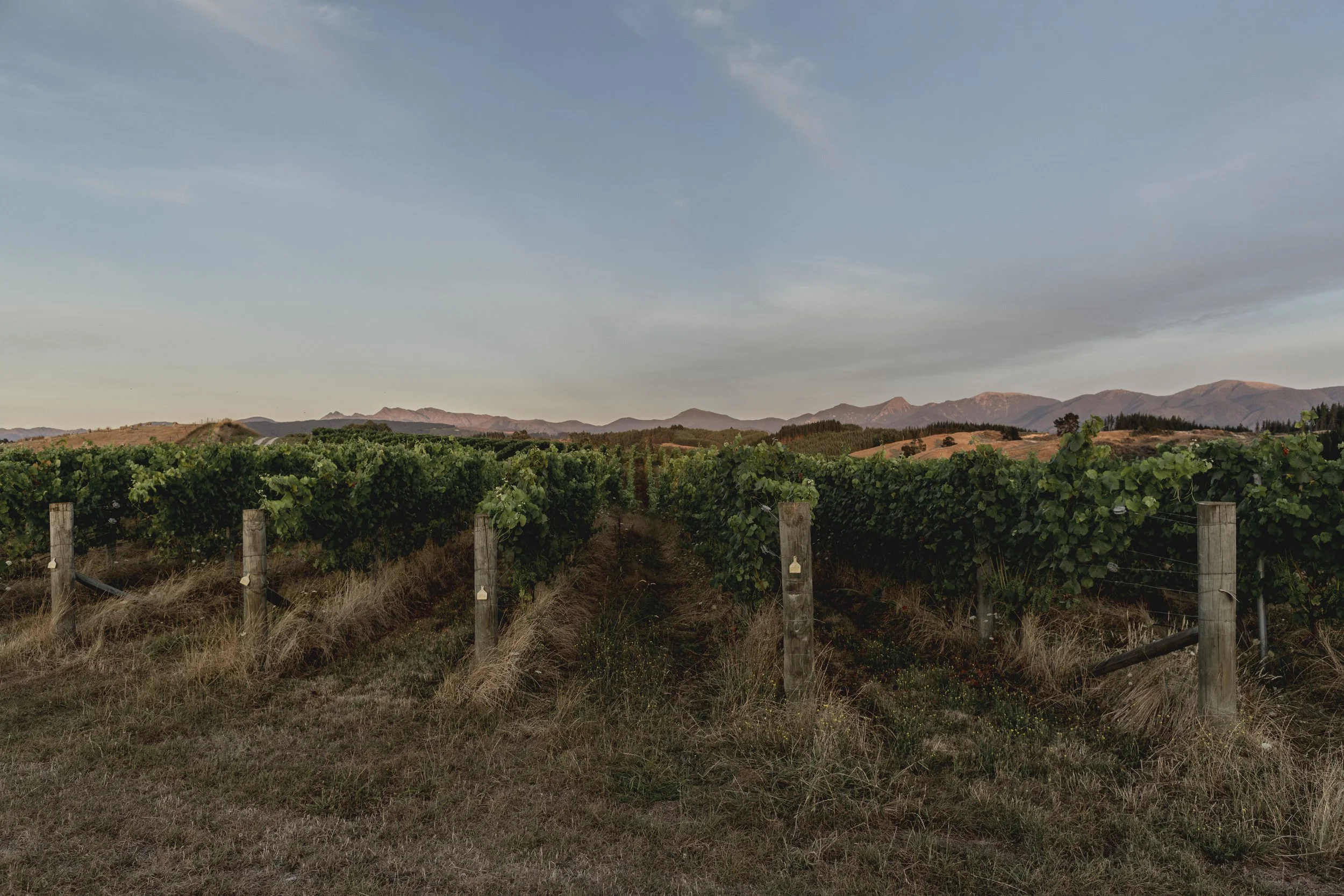 Tohu Wines — Taste Nelson Wines