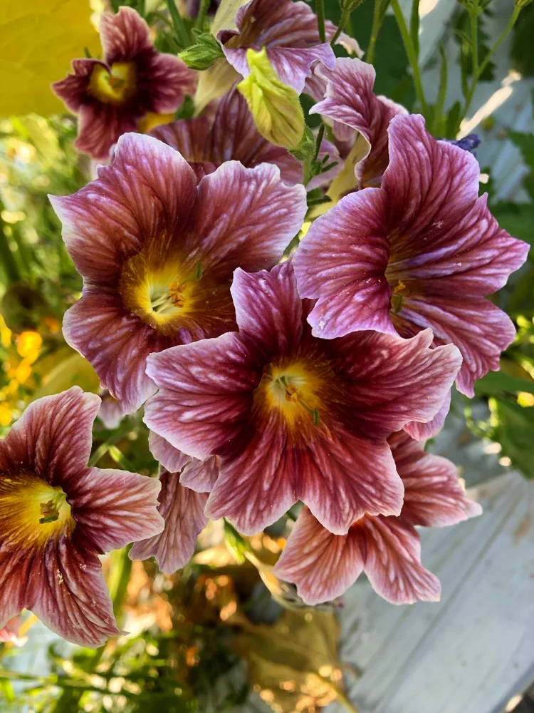 The Story of Our Zinnias — DAWN CREEK FARM